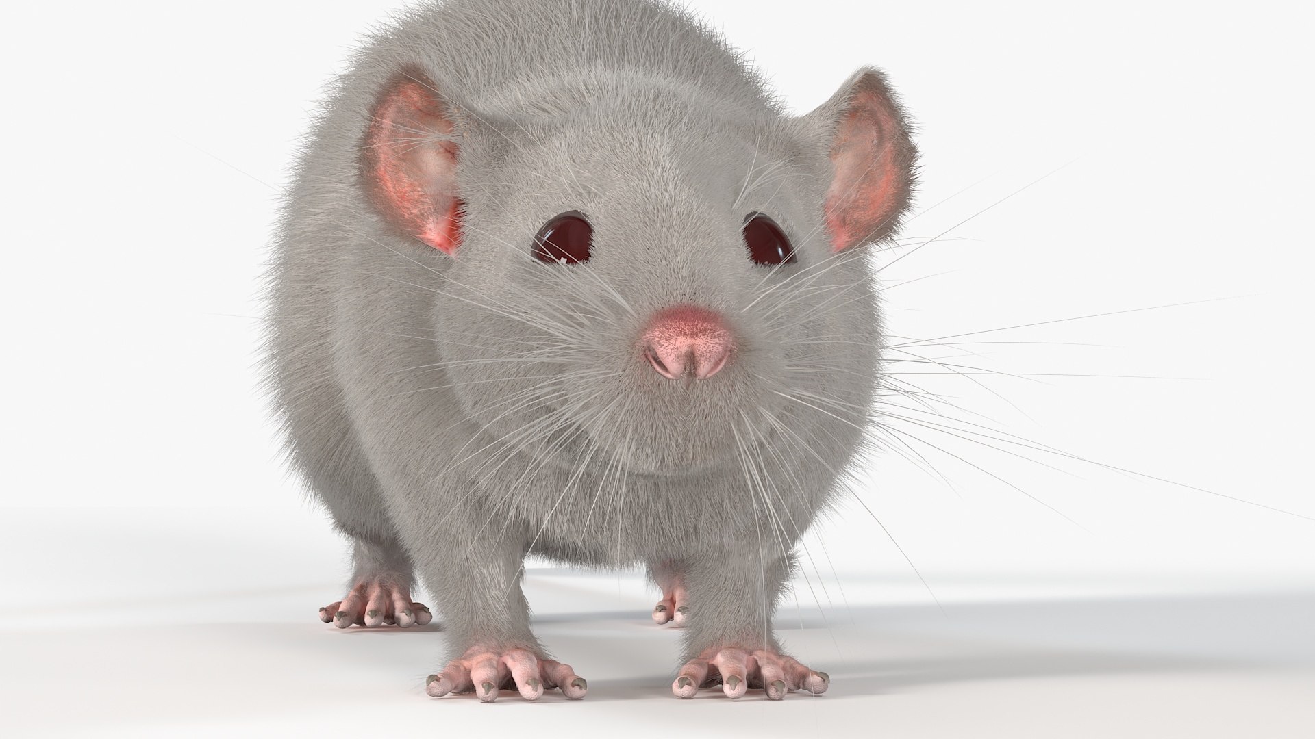 Lifelike Rodent White Rat 3D Model - TurboSquid 2302315