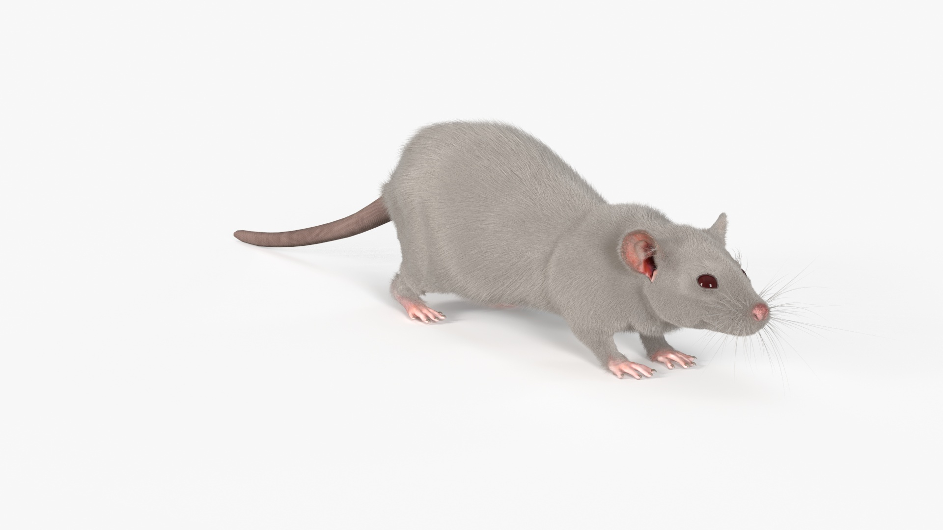 Lifelike Rodent White Rat 3D Model - TurboSquid 2302315