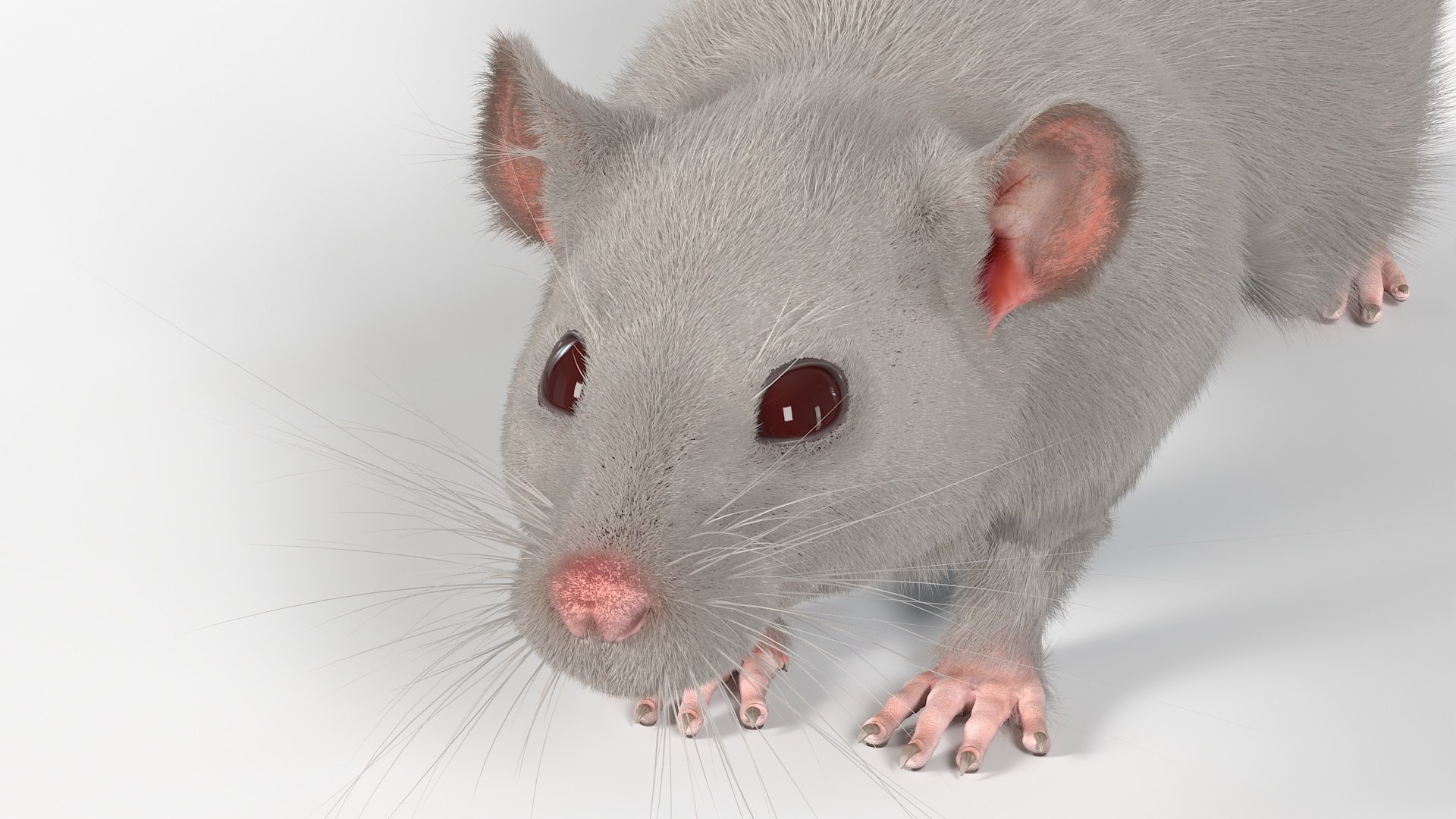 Lifelike Rodent White Rat 3D Model - TurboSquid 2302315