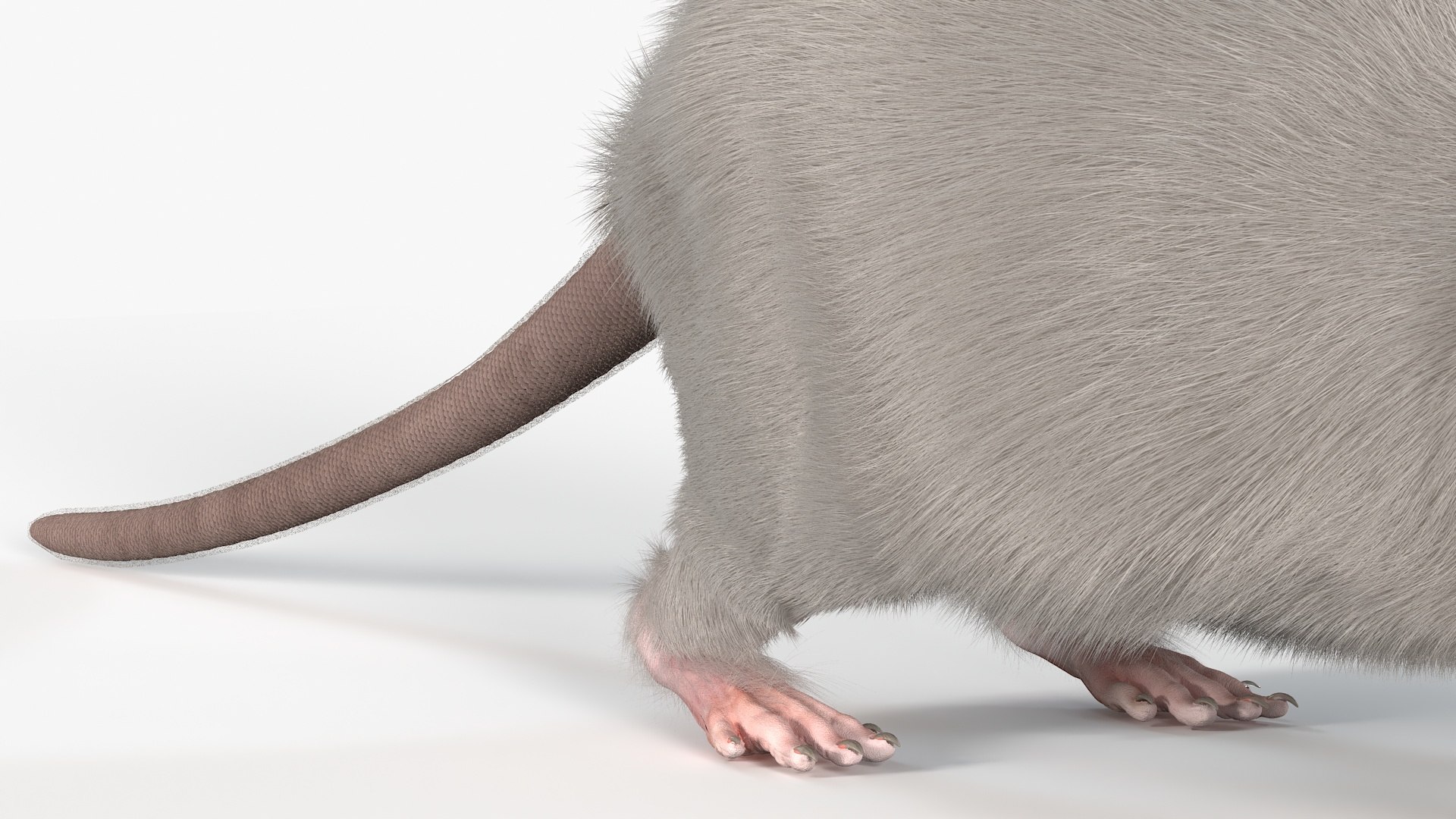 Lifelike Rodent White Rat 3D Model - TurboSquid 2302315