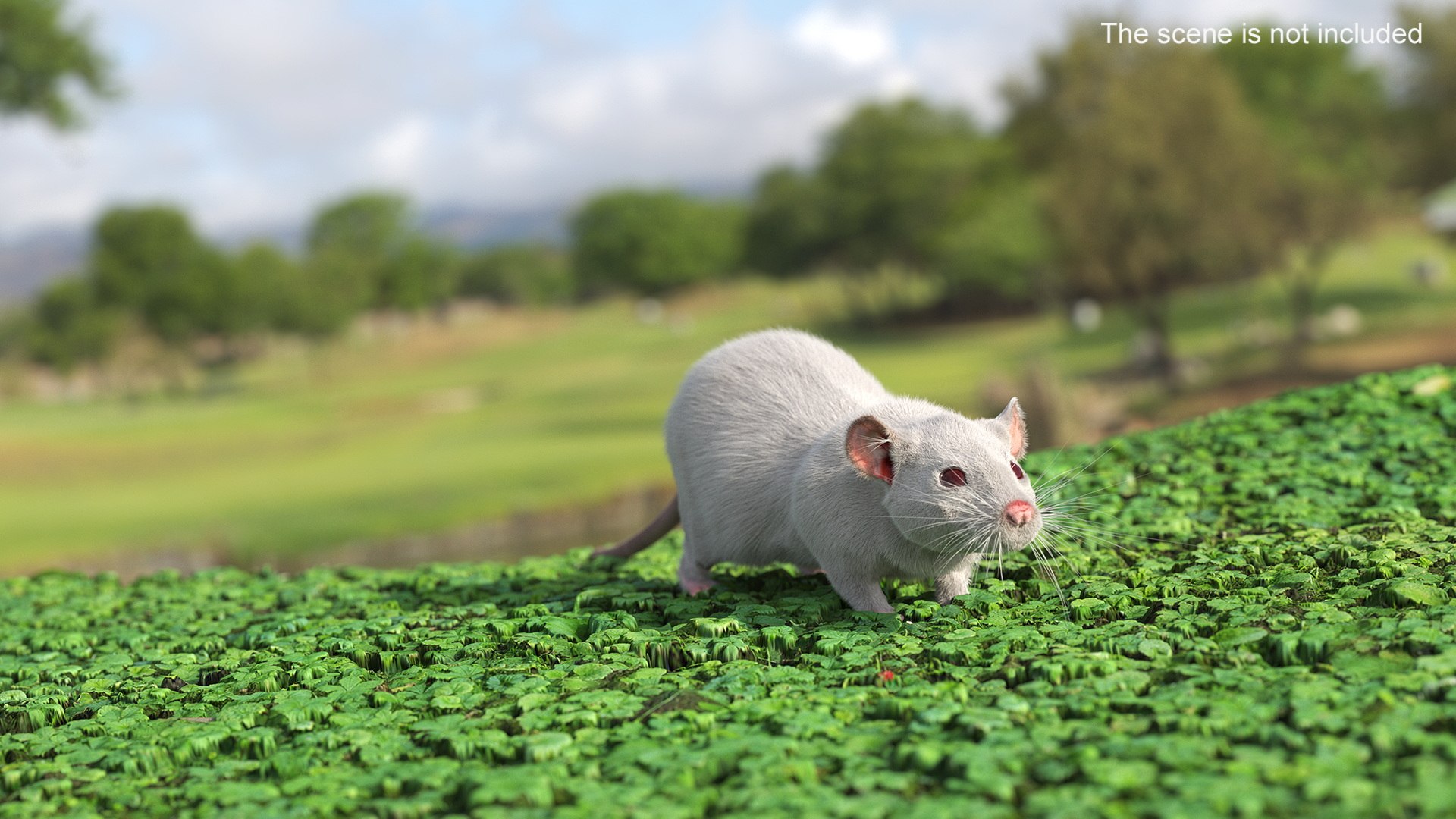 Lifelike Rodent White Rat 3D Model - TurboSquid 2302315