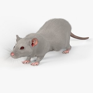 3D Rat Models - Browse & Download Formats - TurboSquid