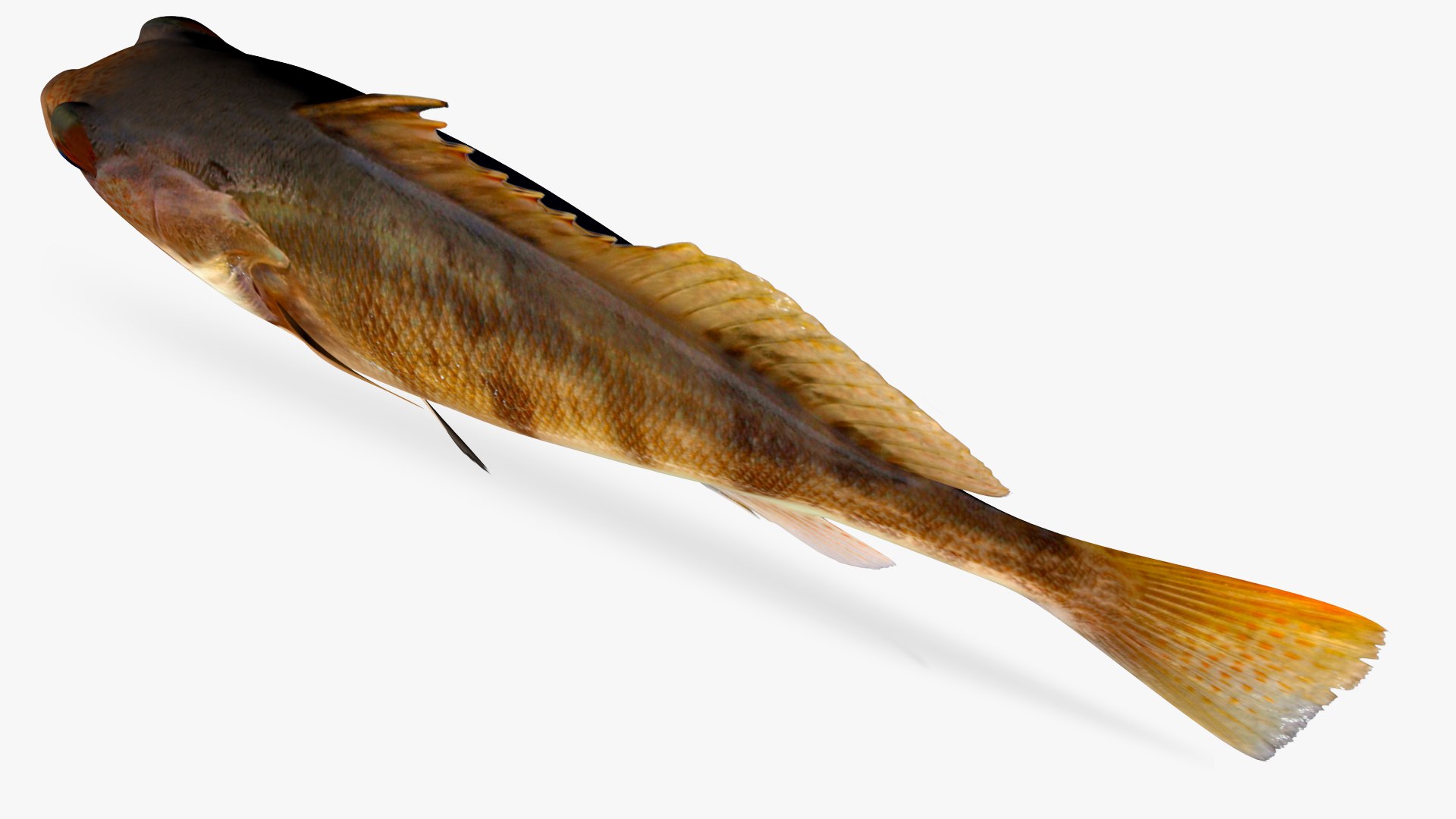 Sand Bass 3D - TurboSquid 1744717