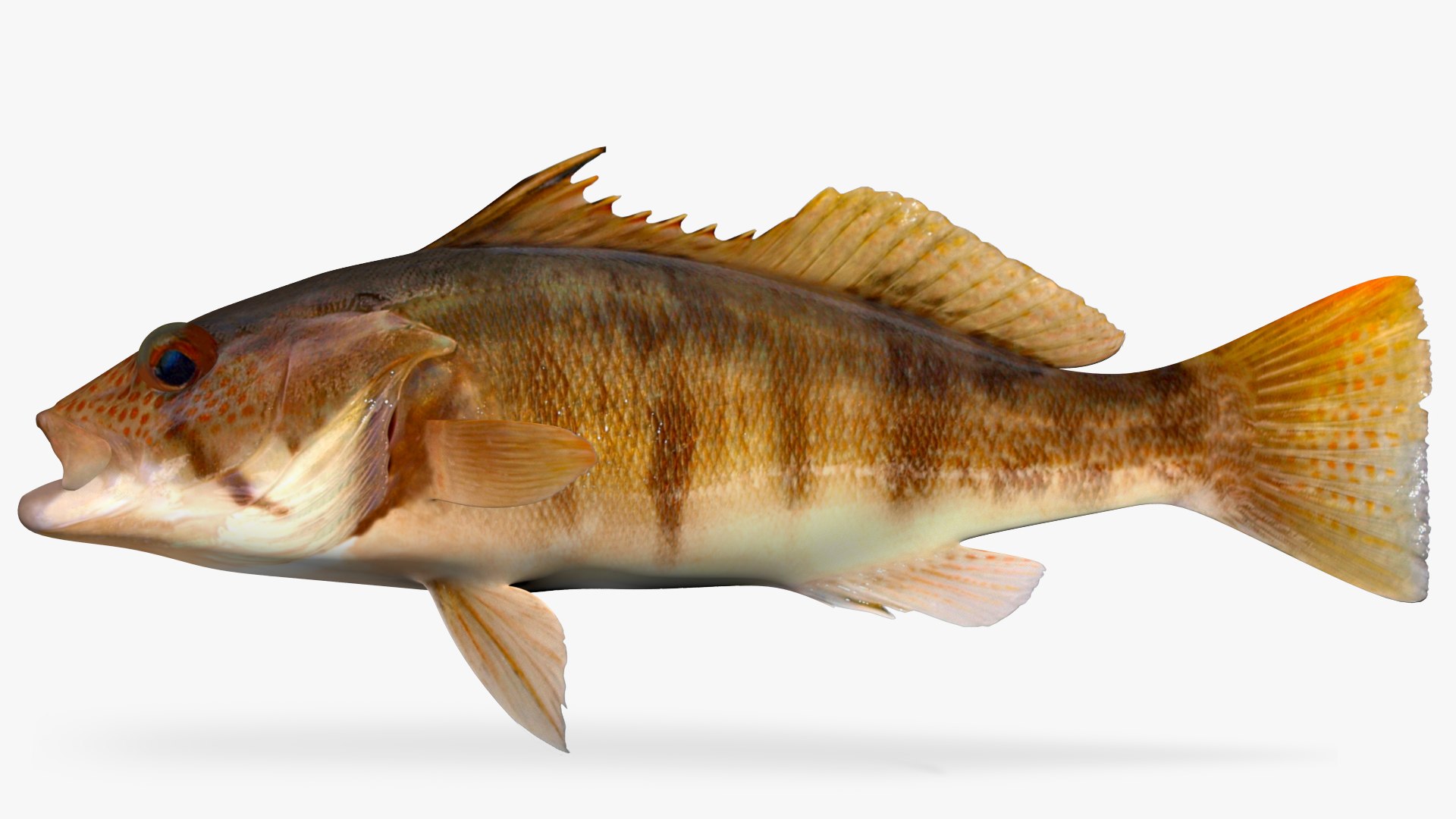 Sand Bass 3D - TurboSquid 1744717