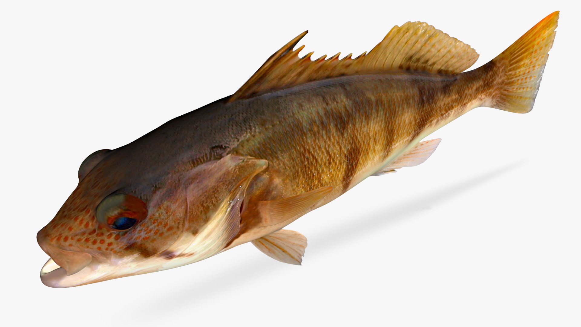 Sand Bass 3D - TurboSquid 1744717