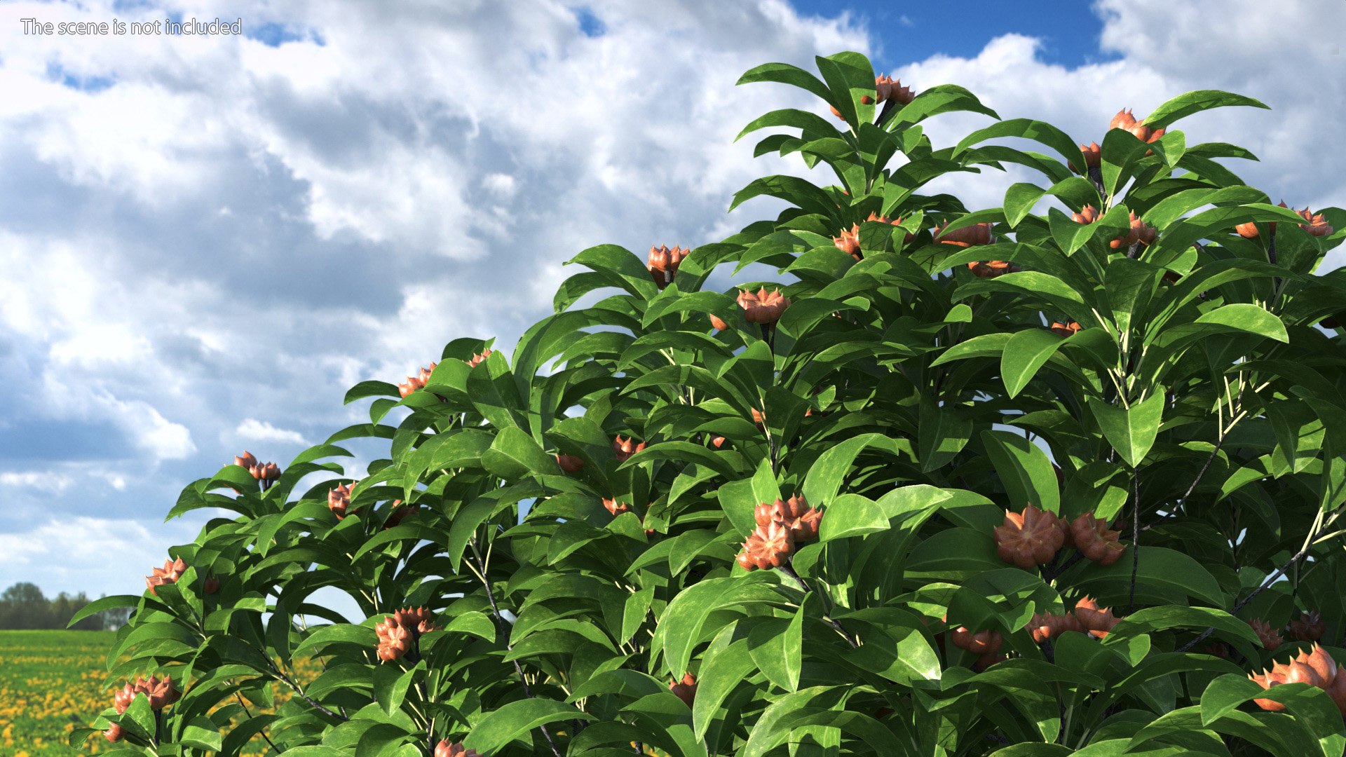 3D Star Anise Tree With Fruits Model - TurboSquid 1993569