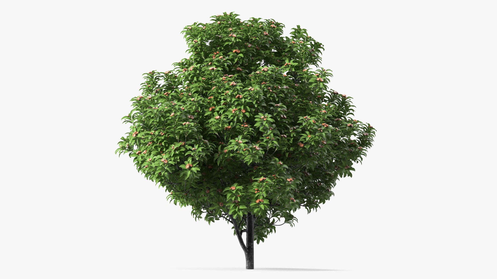 3D Star Anise Tree With Fruits Model - TurboSquid 1993569