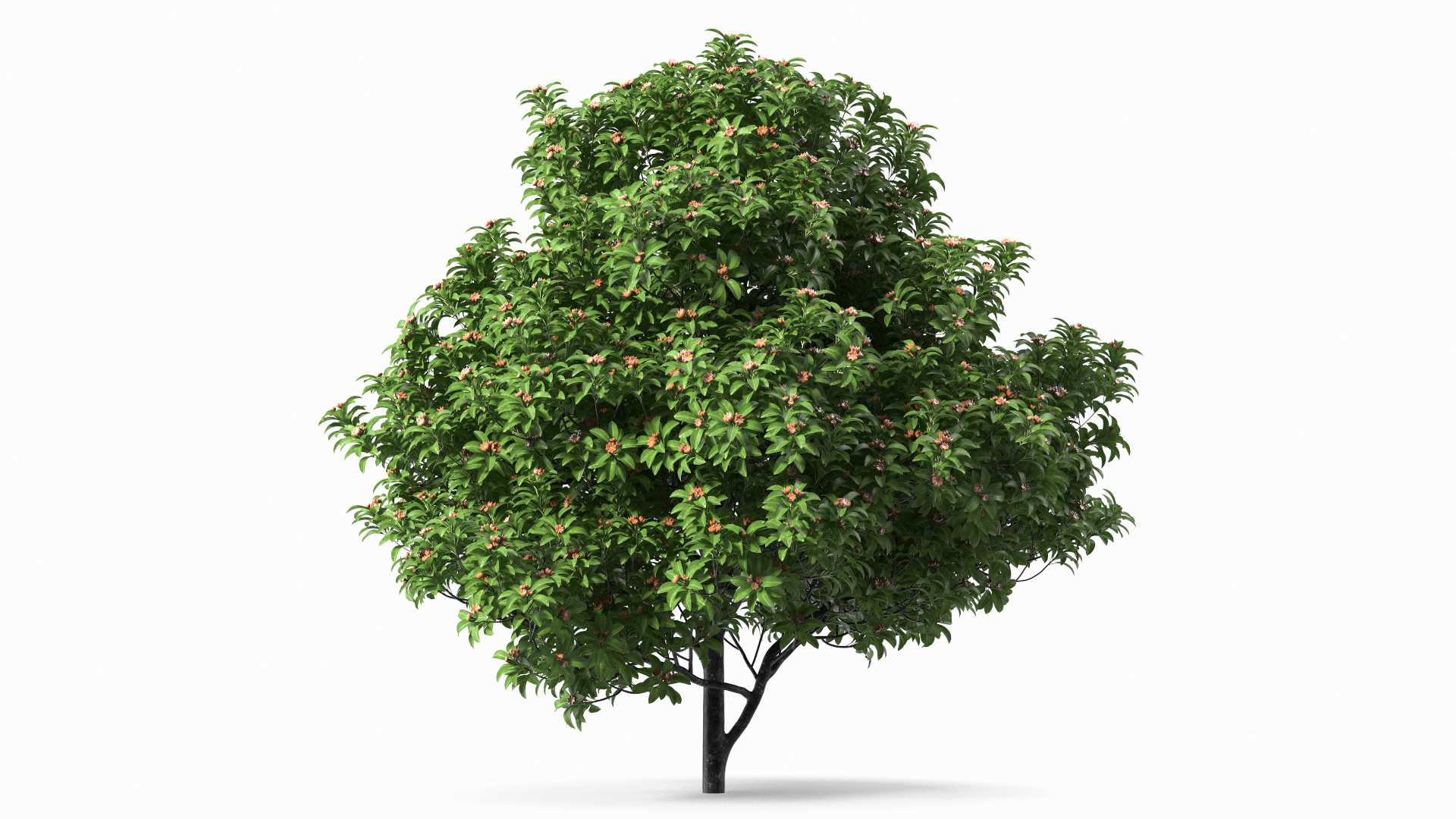 3D Star Anise Tree With Fruits Model - TurboSquid 1993569