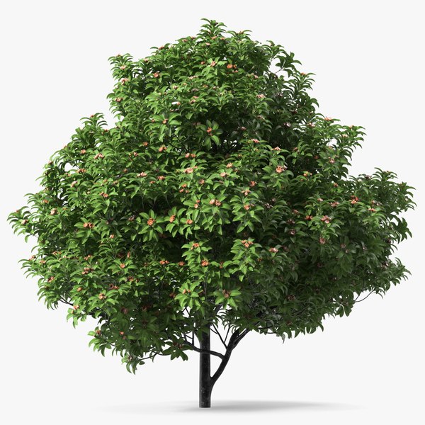 Star Anise Tree with Fruits 3D 모델 - TurboSquid 1993569