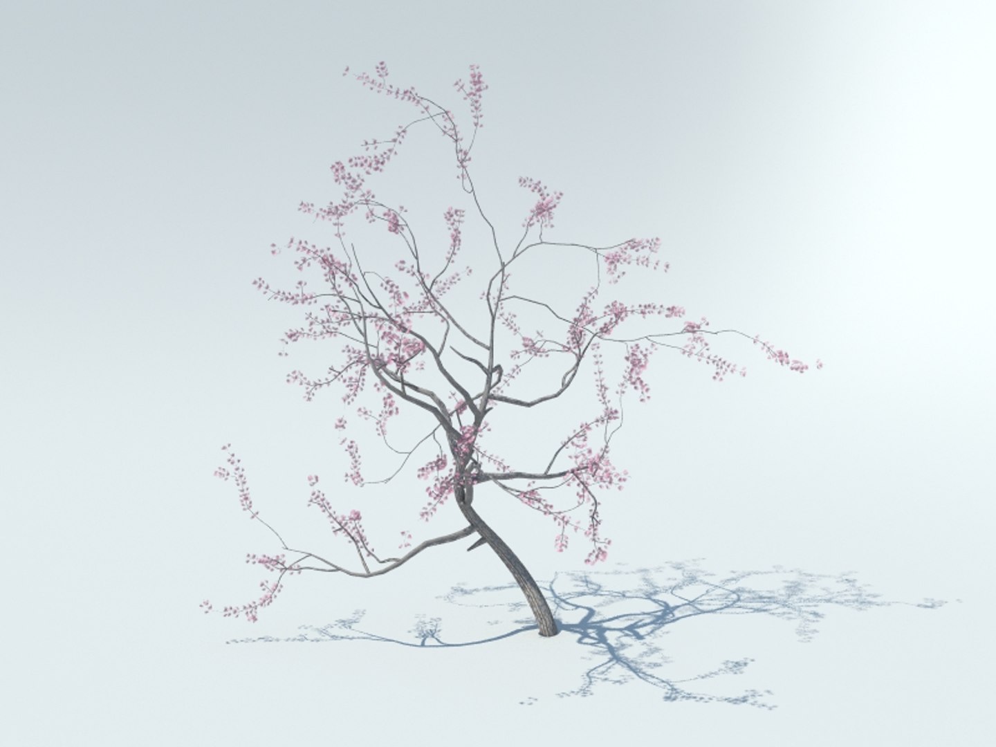 Realistic Sakura Tree 3d Model