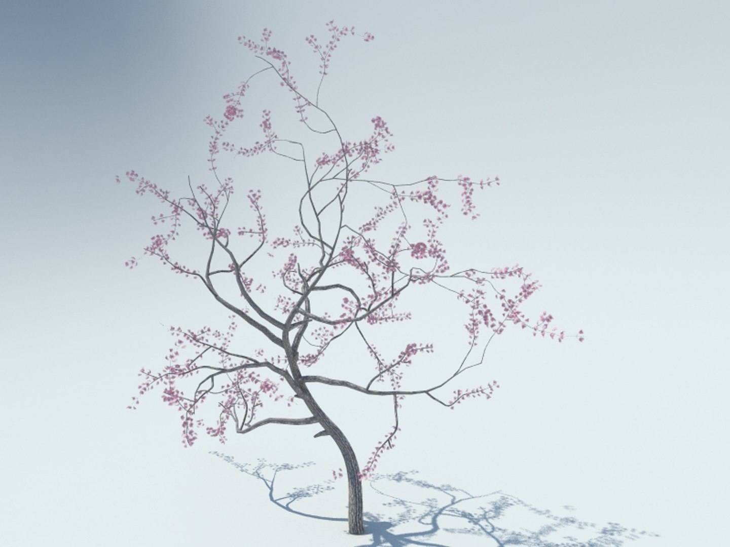 Realistic Sakura Tree 3d Model