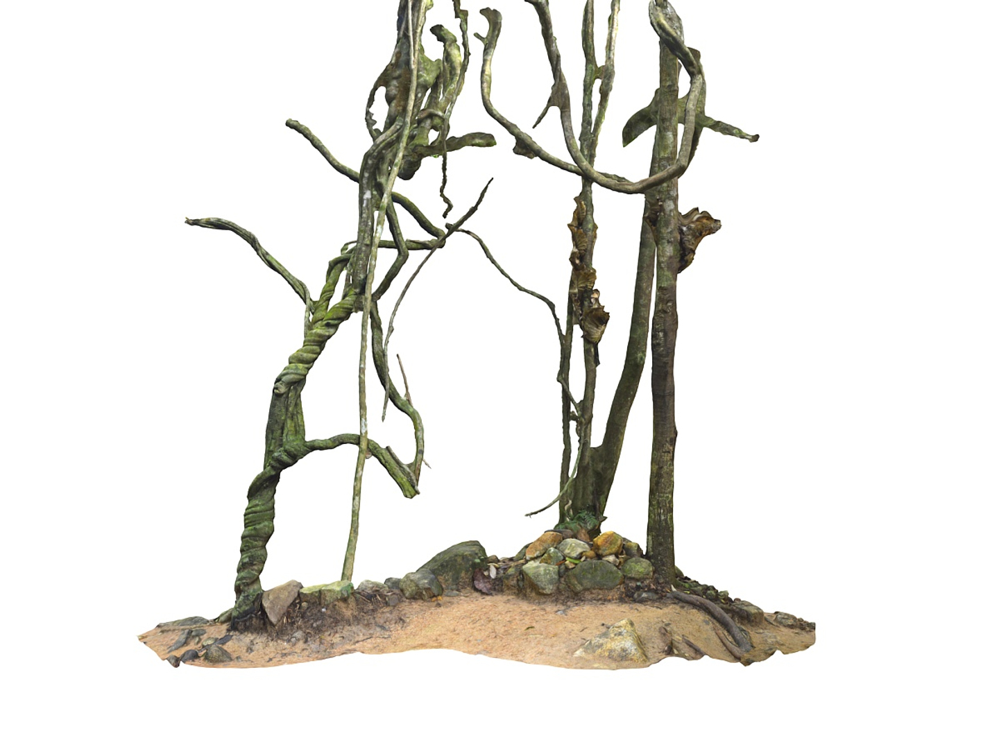 3D Model Liane Tree Hd 8k - TurboSquid 1277515