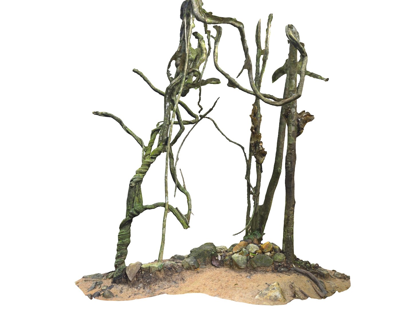 3D Model Liane Tree Hd 8k - TurboSquid 1277515