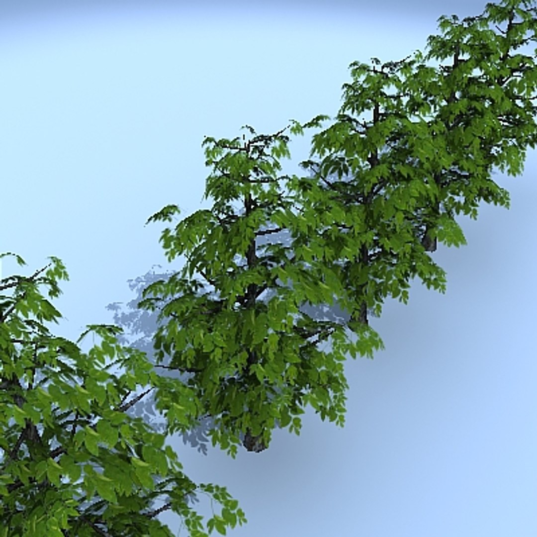 3d Tree Model