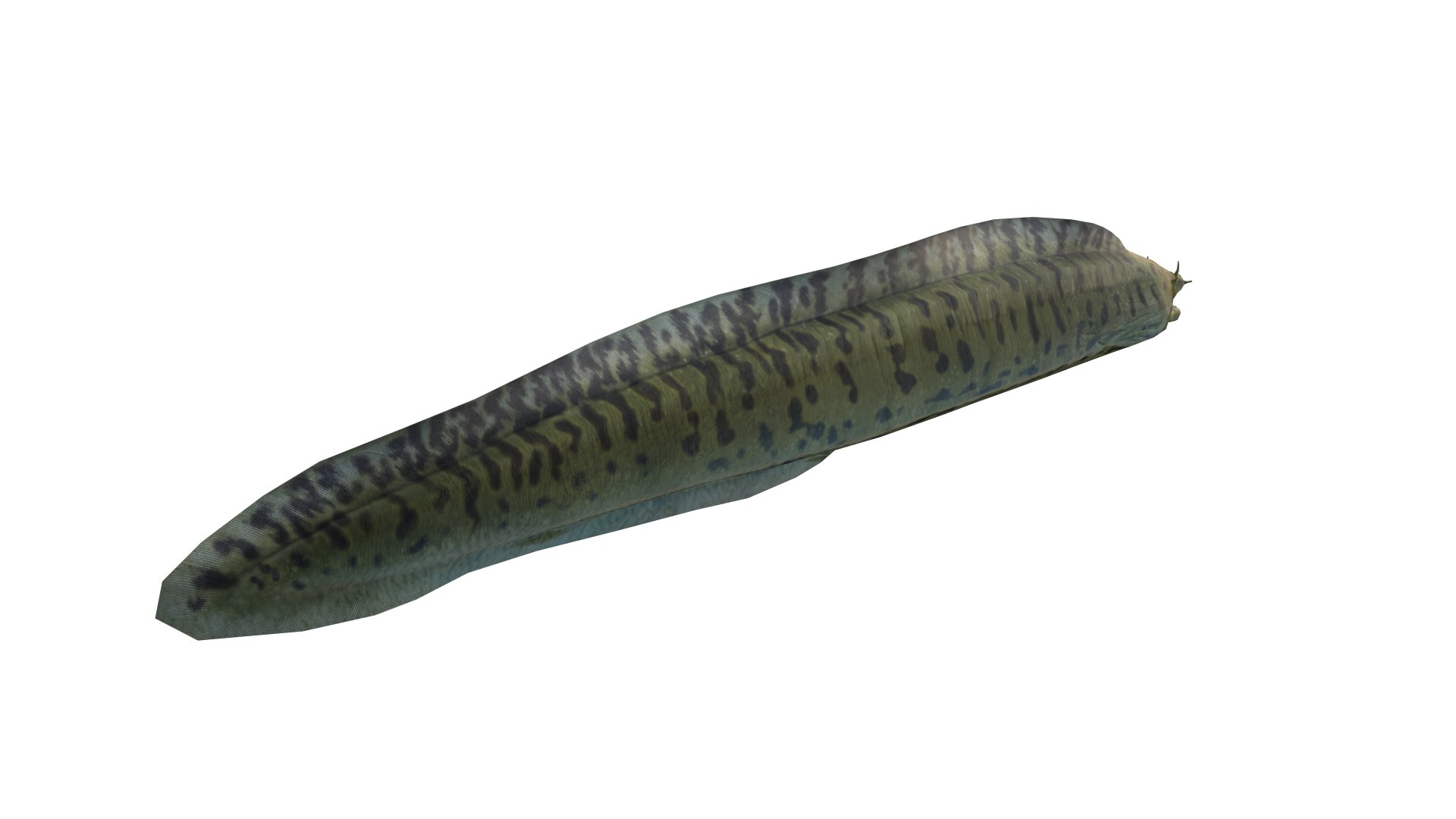 3D Green Moray Eel 3D Model - TurboSquid 2310638