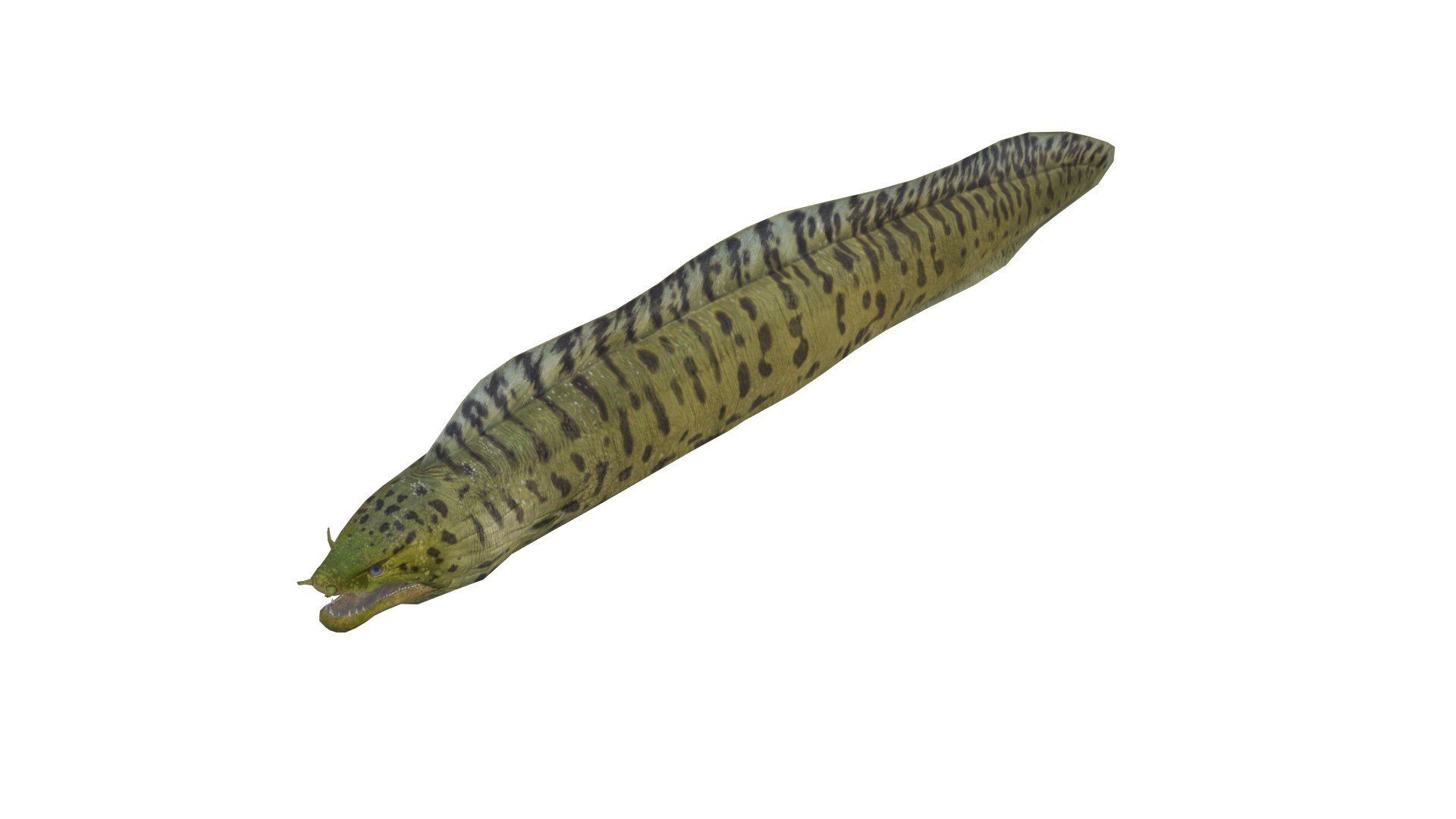 3D Green Moray Eel 3D Model - TurboSquid 2310638