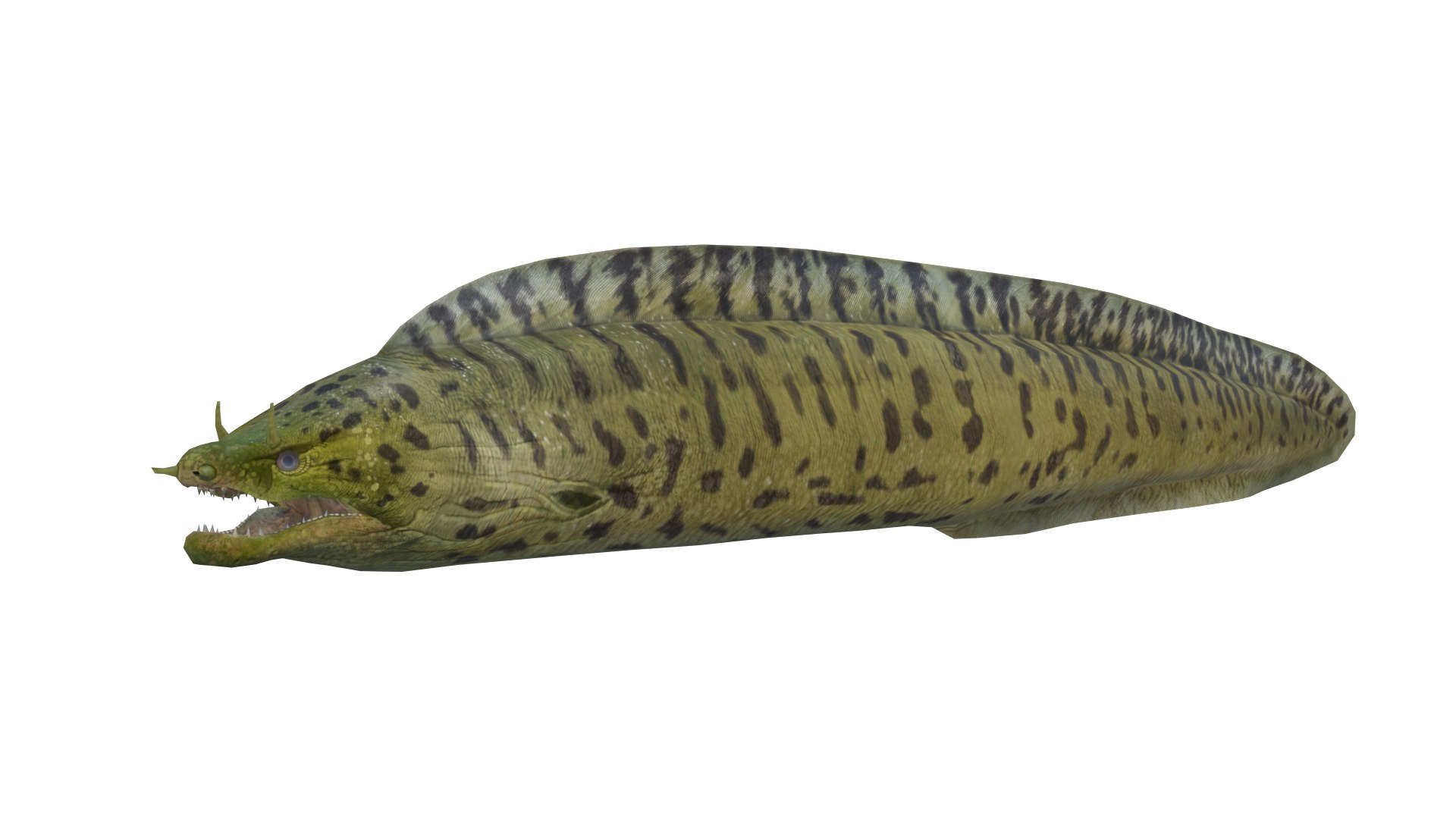 3D Green Moray Eel 3D Model - TurboSquid 2310638
