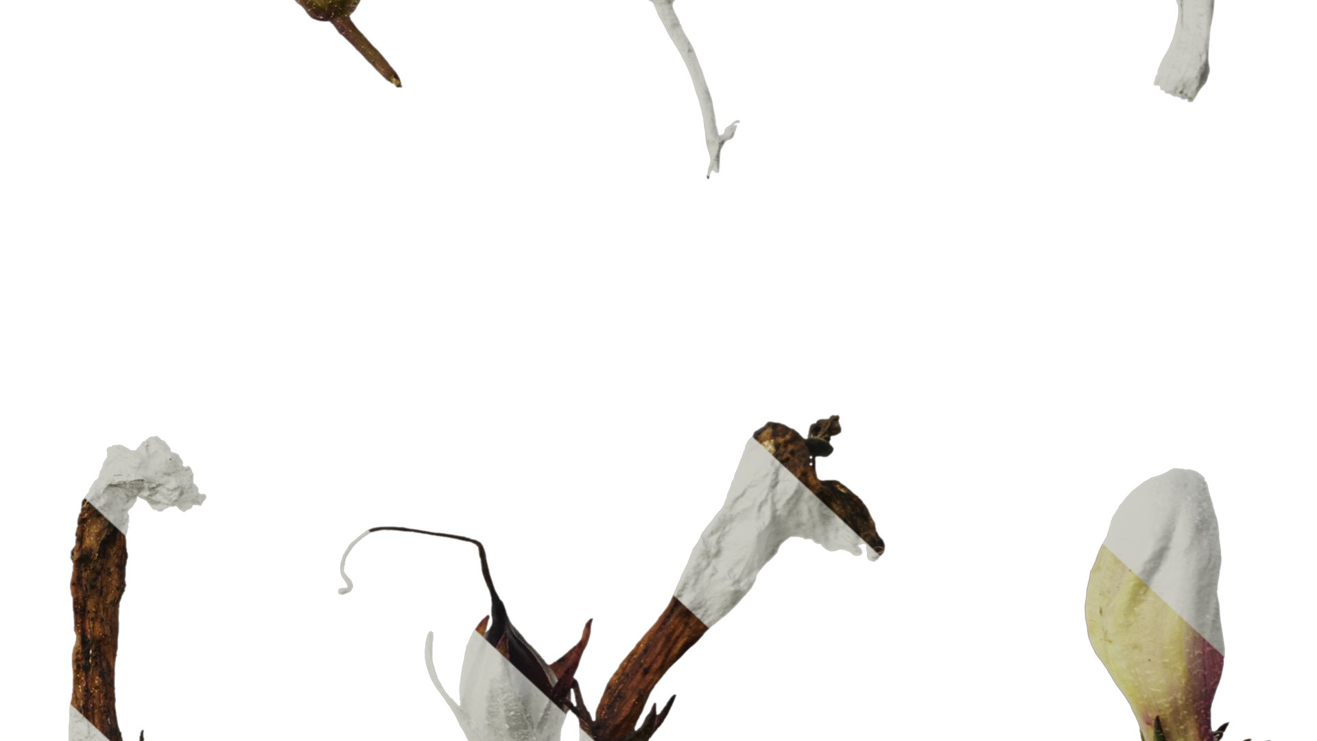 Anydrafts Penstemon Digitalis Flower 01 Textures Model - TurboSquid 2357655