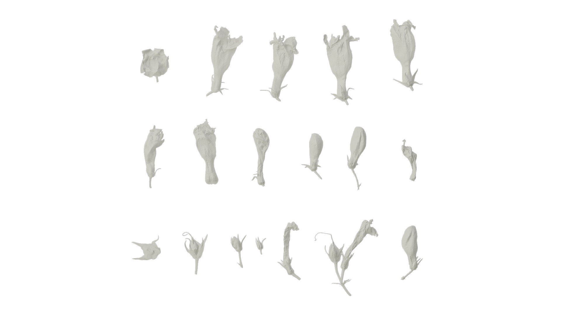 Anydrafts Penstemon Digitalis Flower 01 Textures Model - TurboSquid 2357655