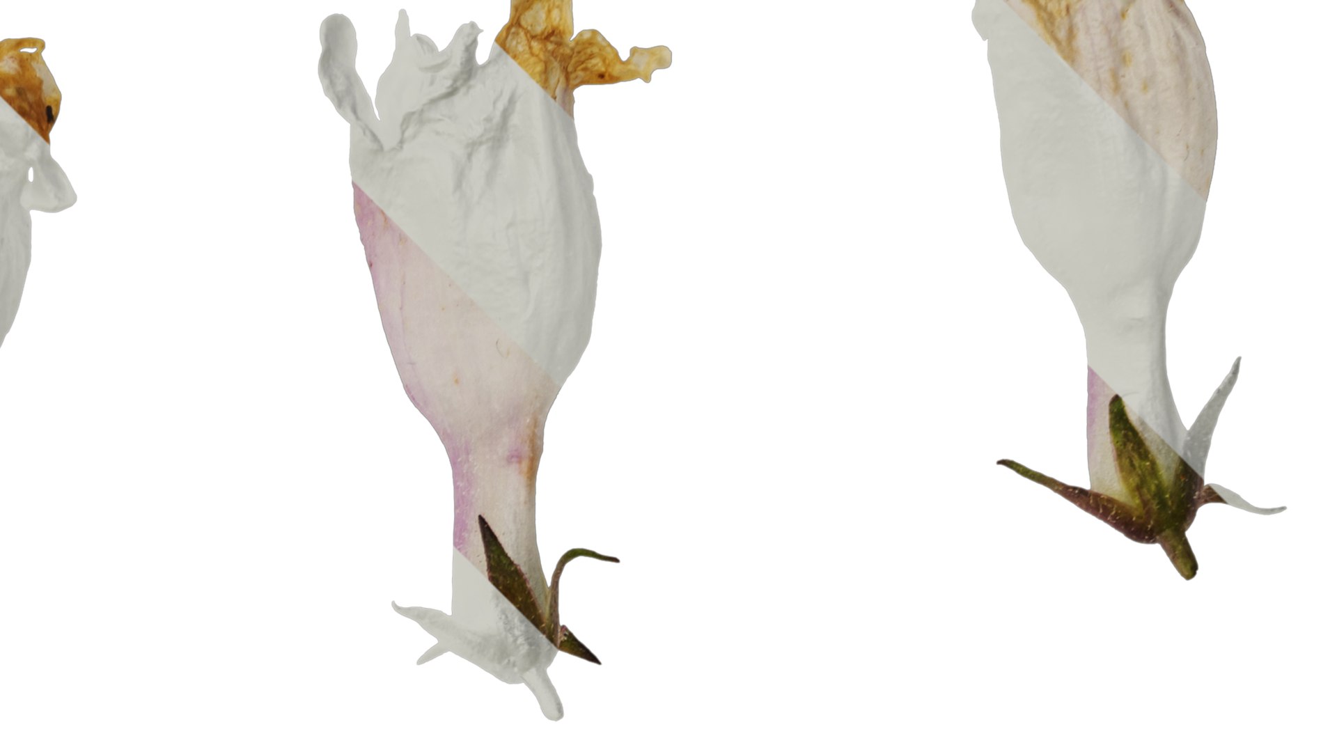 Anydrafts Penstemon Digitalis Flower 01 Textures Model - TurboSquid 2357655