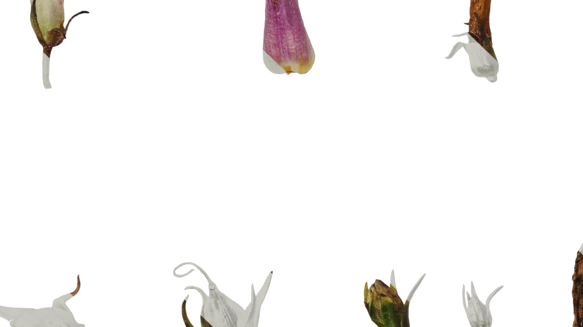 Anydrafts Penstemon Digitalis Flower 01 Textures Model - TurboSquid 2357655