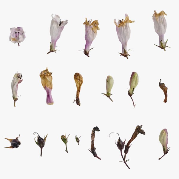 modelo 3d Texturas de flores 01 de Penstemon digitalis de Anydrafts ...