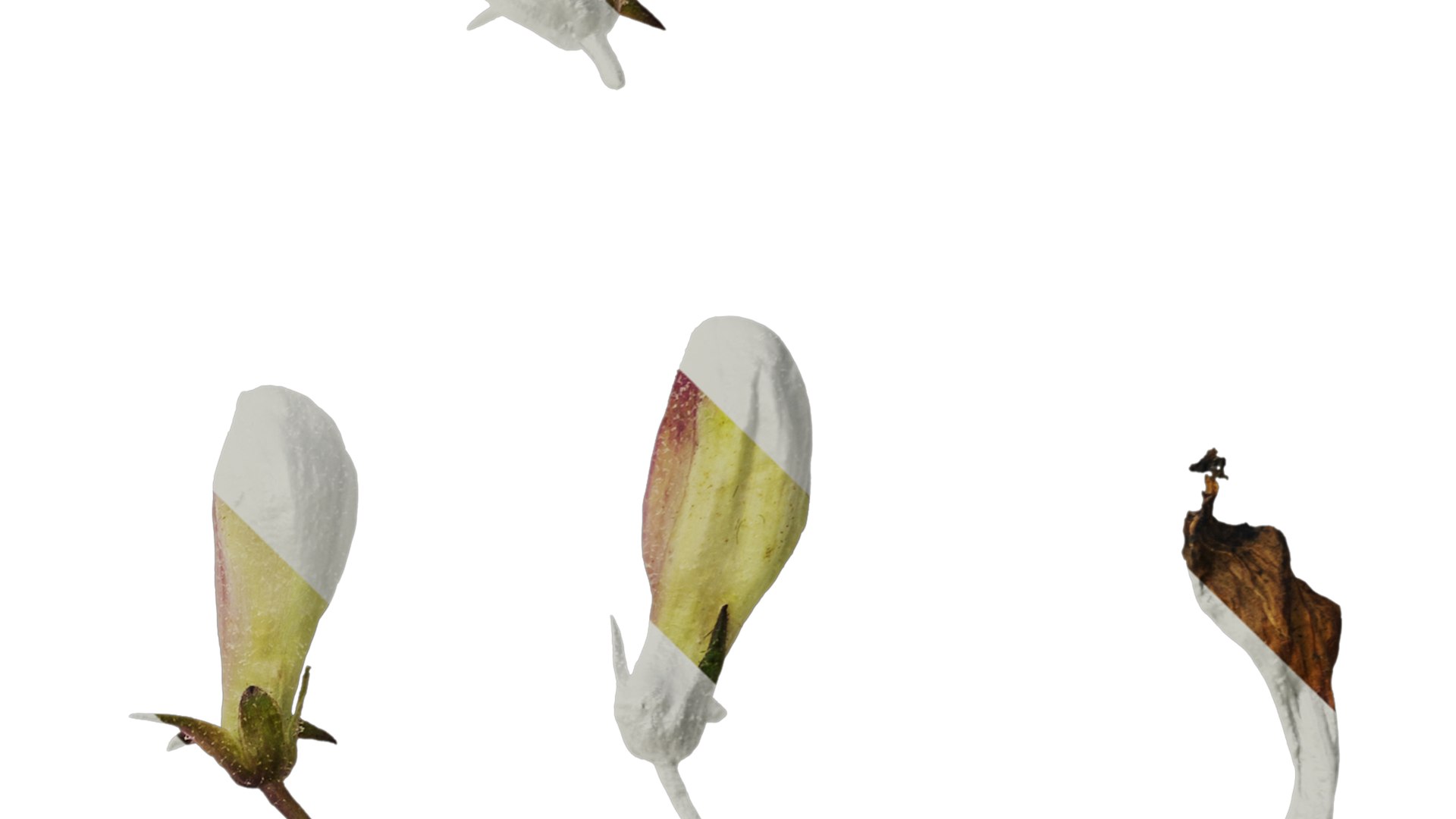 Anydrafts Penstemon Digitalis Flower 01 Textures Model - TurboSquid 2357655