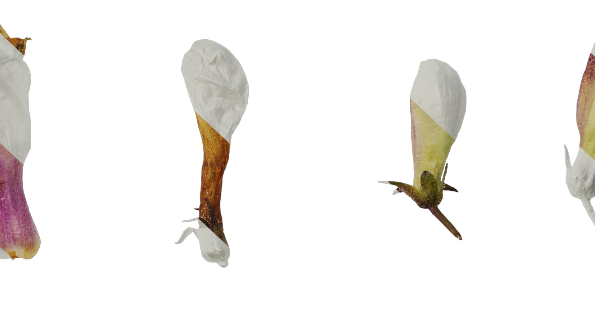 Anydrafts Penstemon Digitalis Flower 01 Textures Model - TurboSquid 2357655