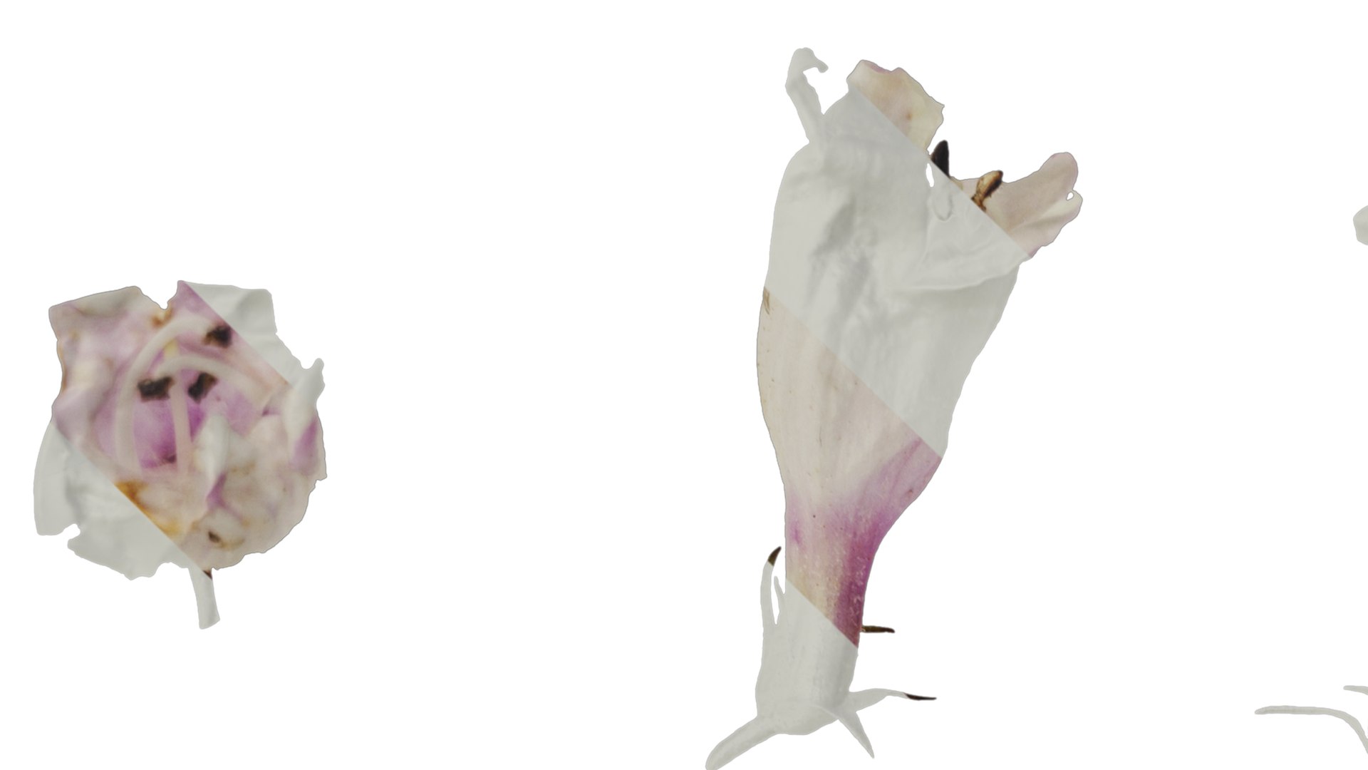 Anydrafts Penstemon Digitalis Flower 01 Textures Model - TurboSquid 2357655