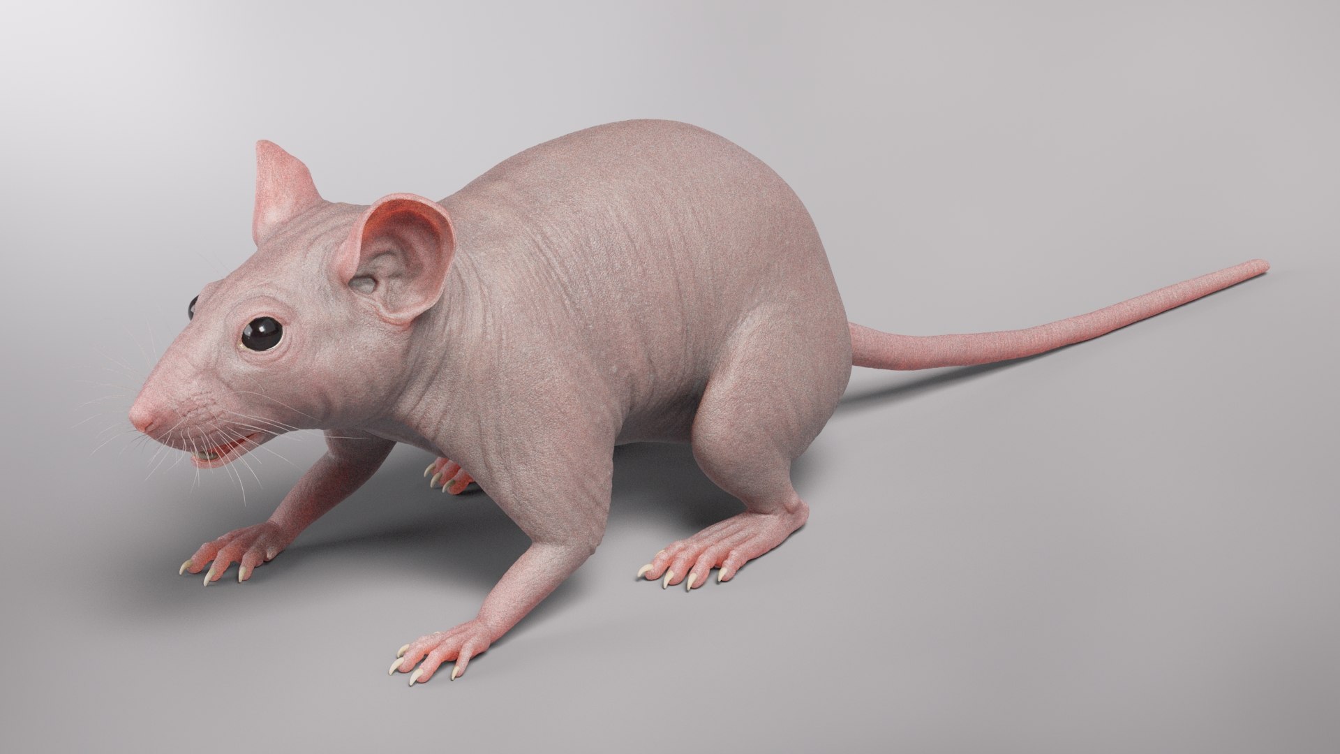Mouse Real Skin 3D Model - TurboSquid 1671794