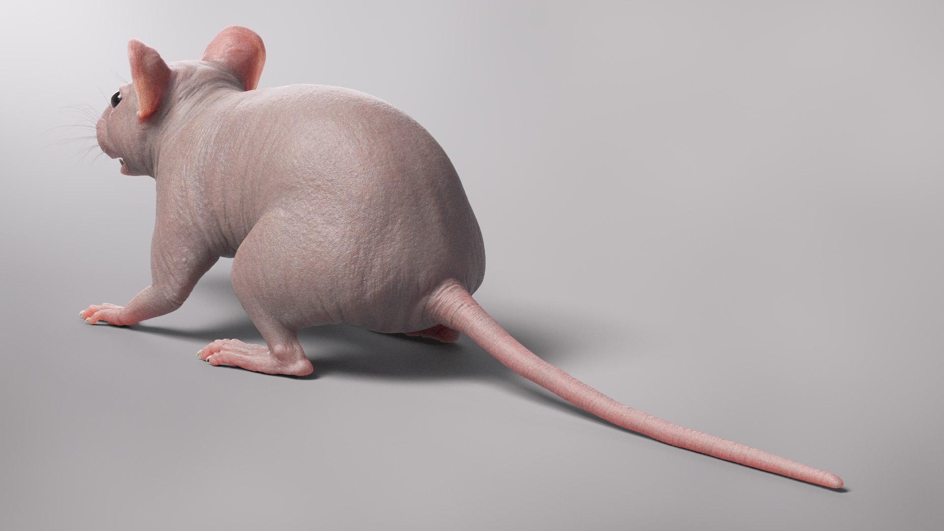 Mouse Real Skin 3D Model - TurboSquid 1671794