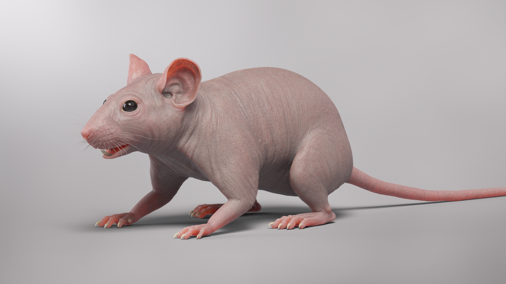Mouse Real Skin 3D Model - TurboSquid 1671794