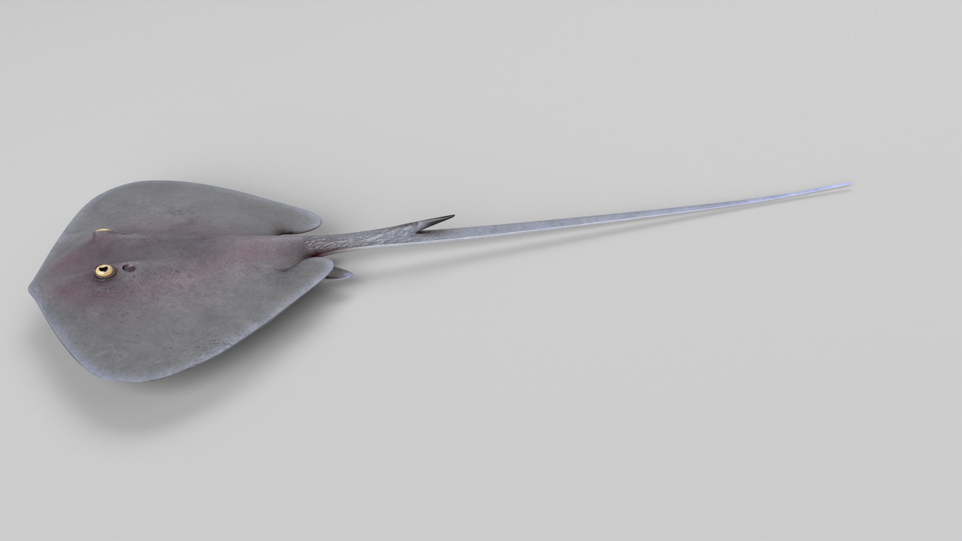 3D Stingray Model - TurboSquid 2239082