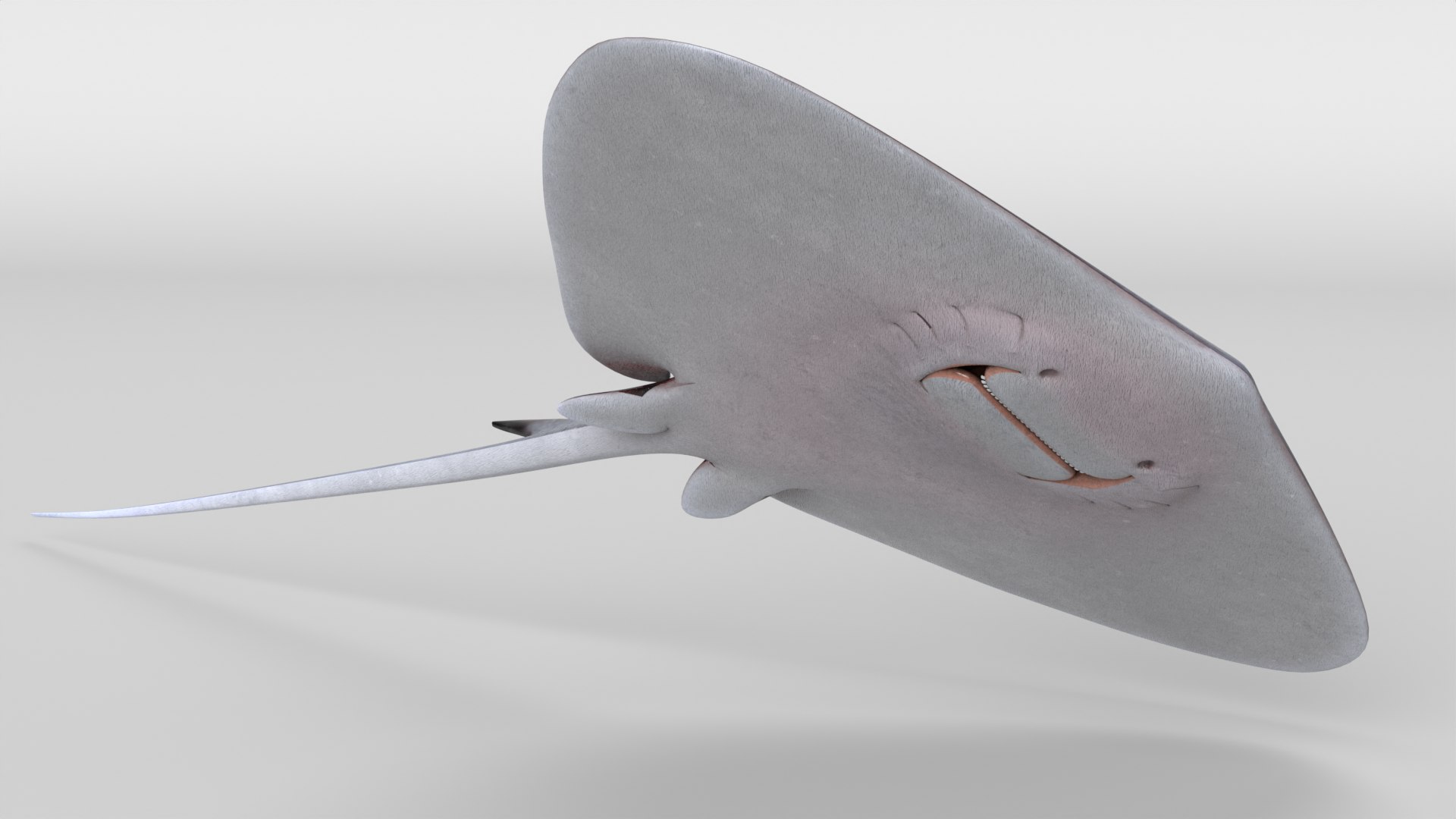 3D Stingray Model - TurboSquid 2239082