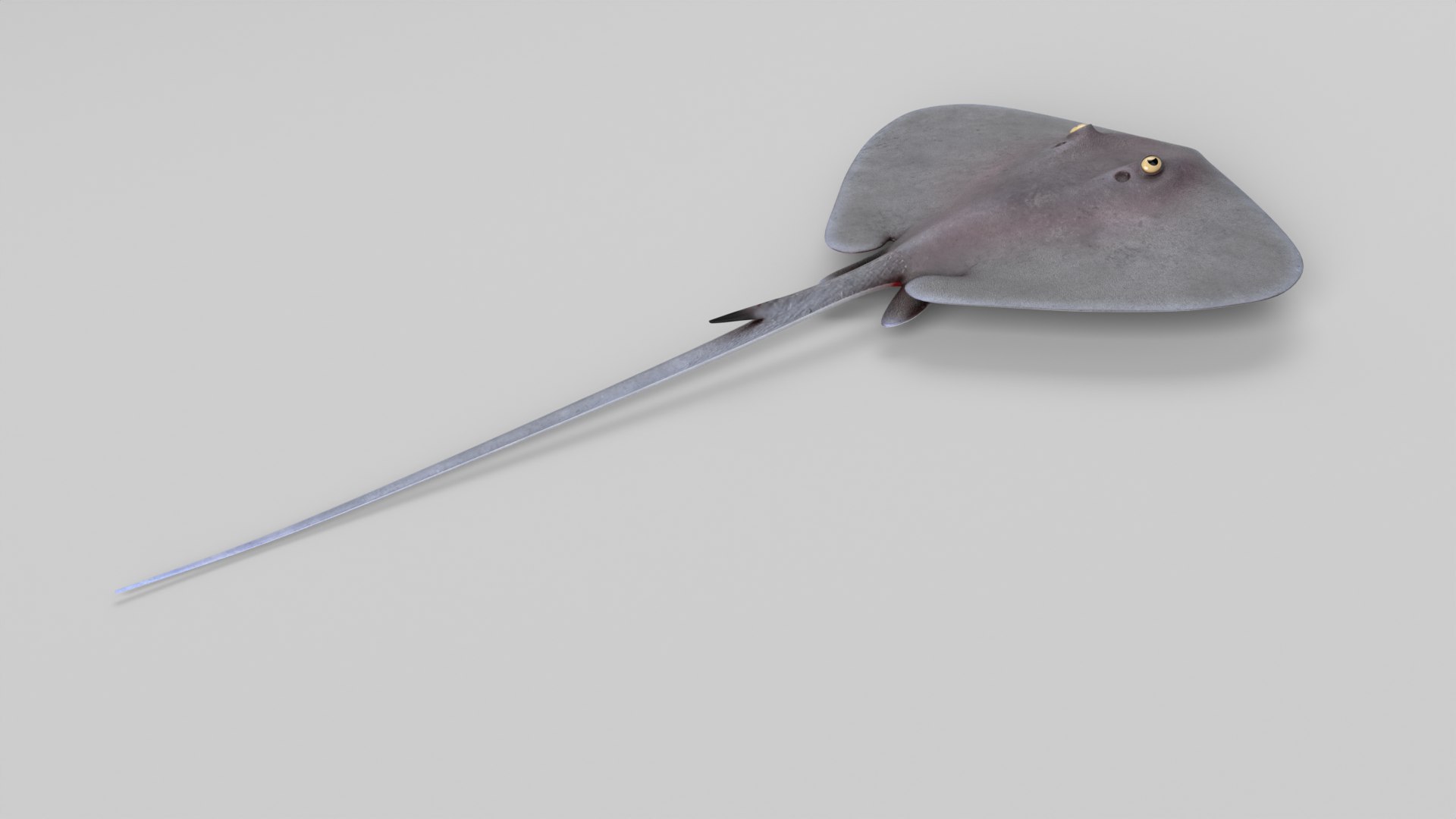 3D Stingray Model - TurboSquid 2239082