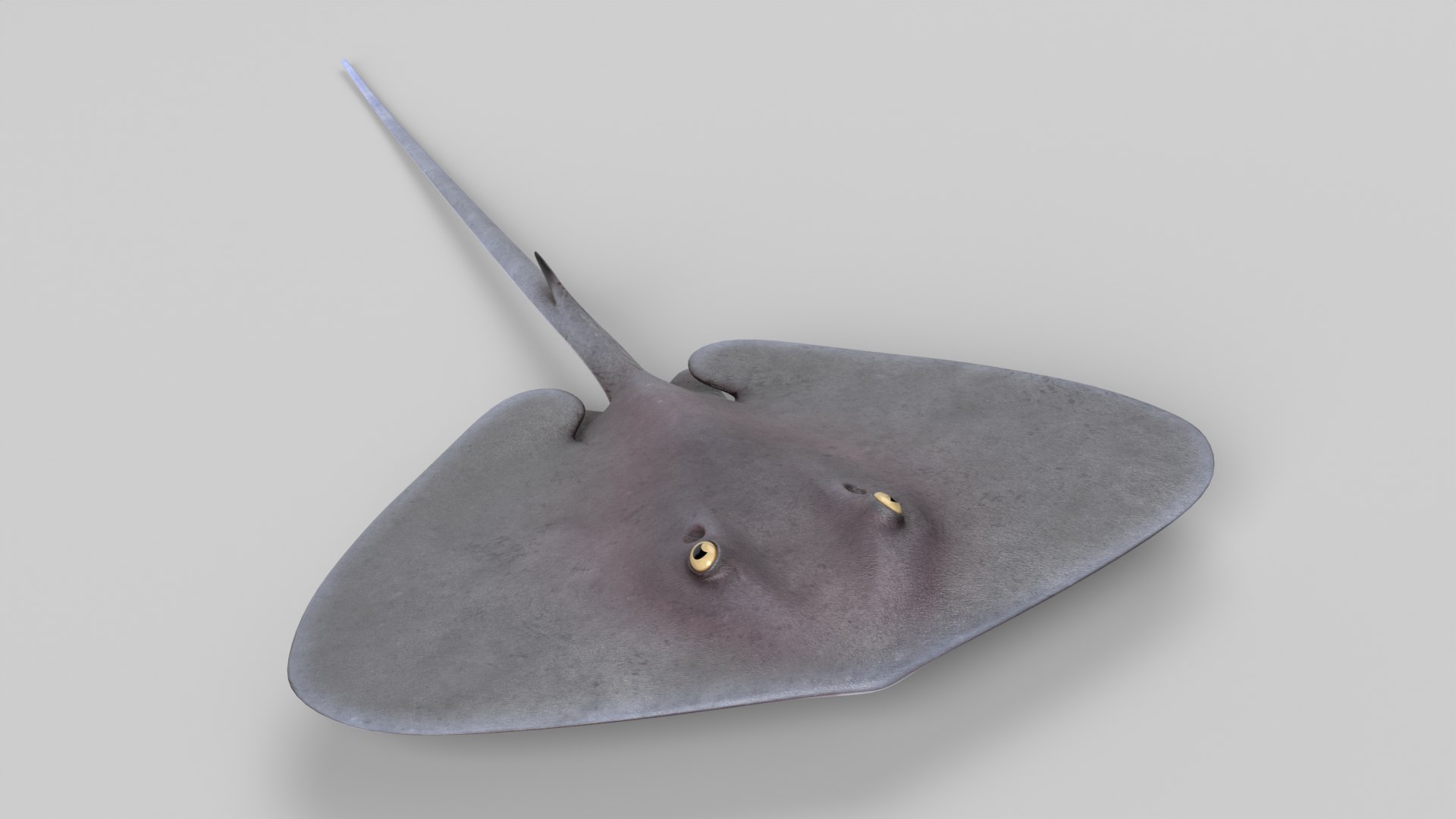 3D Stingray Model - TurboSquid 2239082