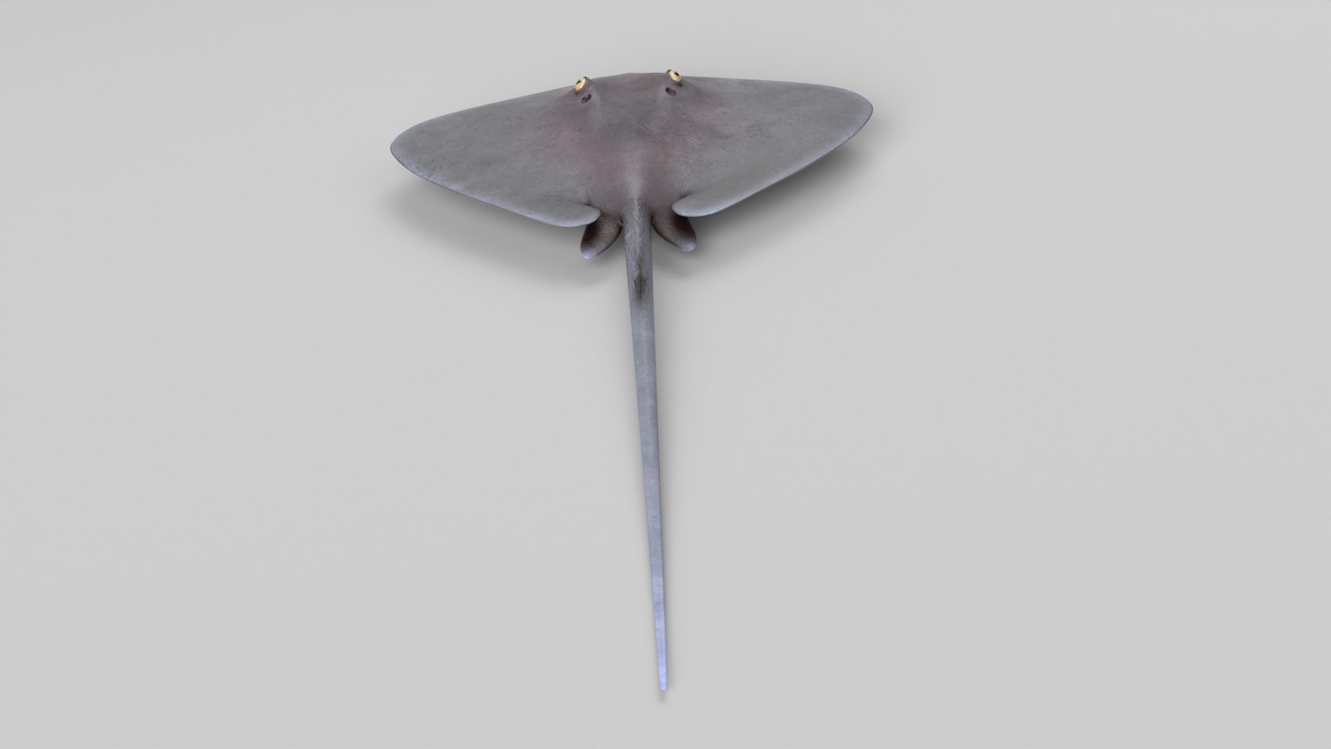 3D Stingray Model - TurboSquid 2239082