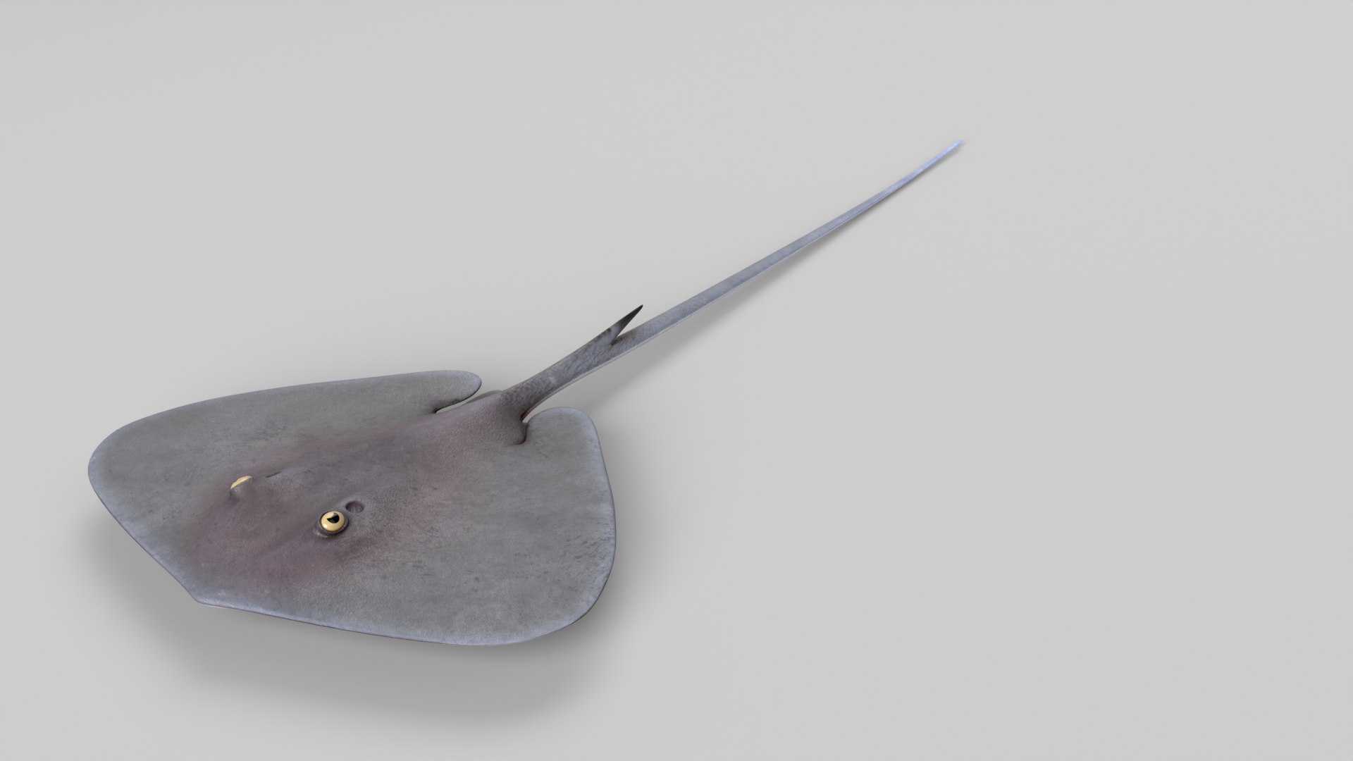 3D Stingray Model - TurboSquid 2239082