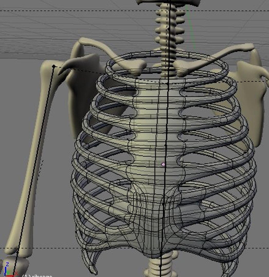 Human Skeleton 3d 3ds