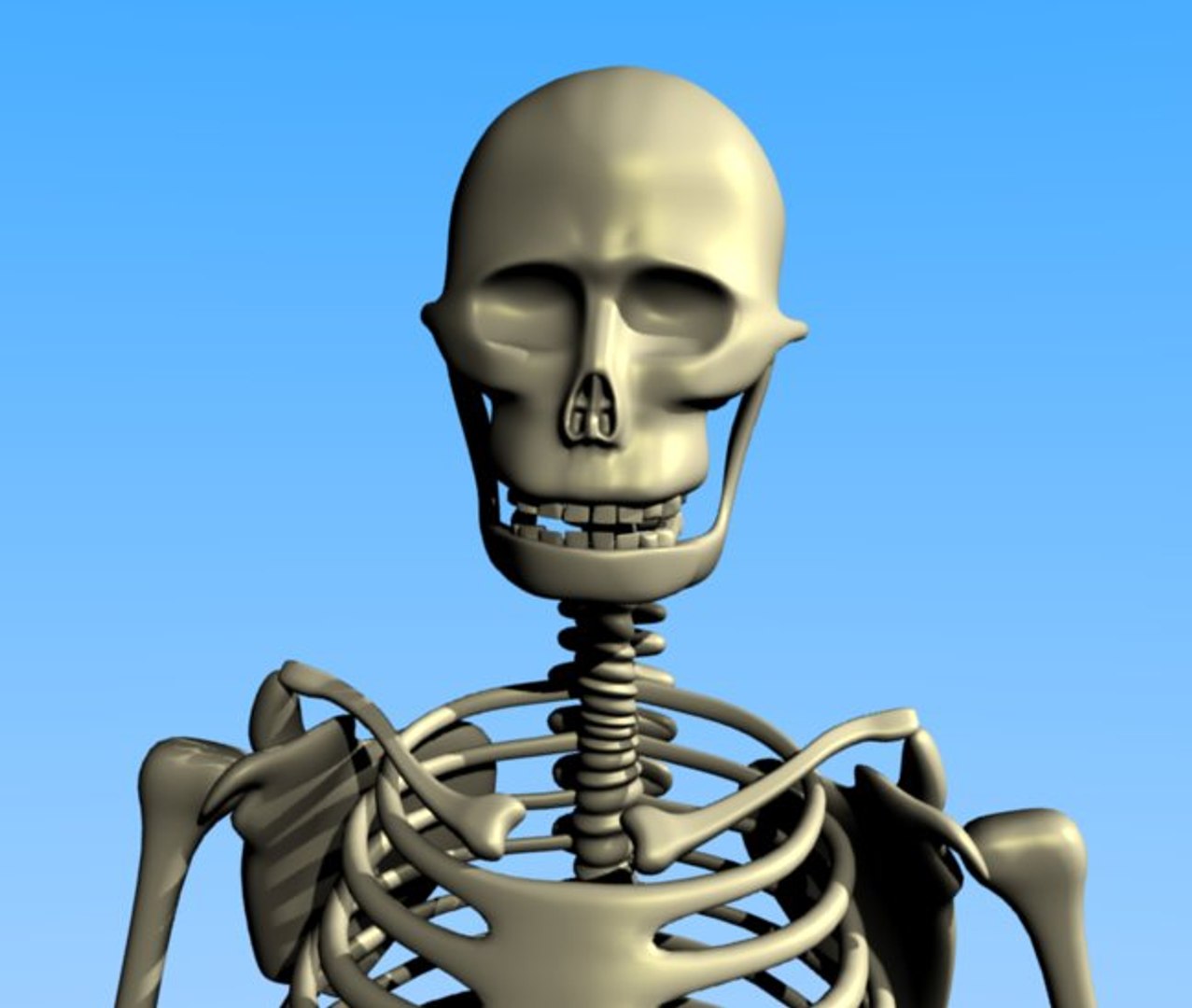 Human Skeleton 3d 3ds