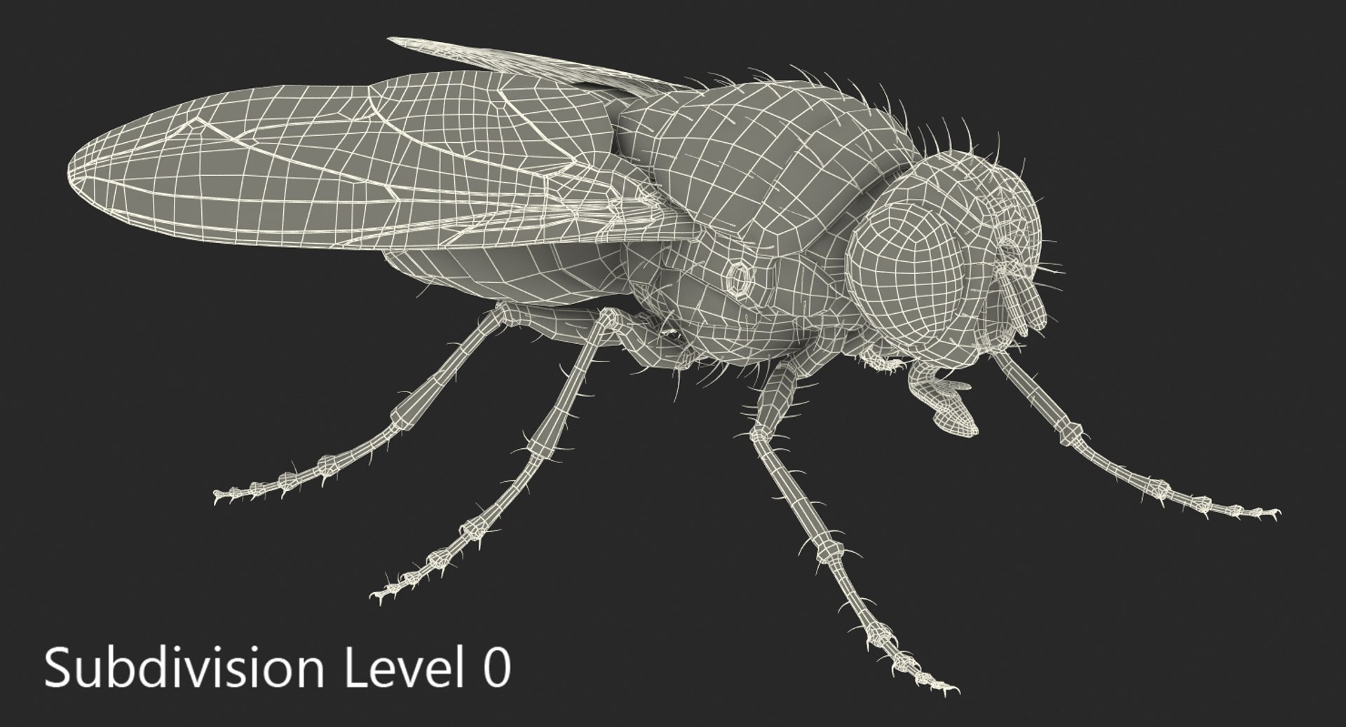 3d fly realistic model