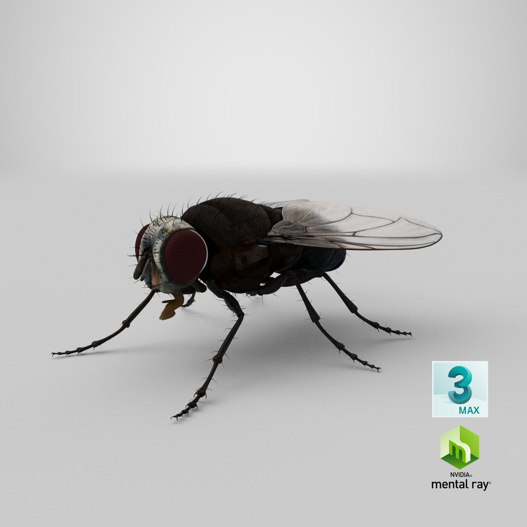 3d fly realistic model