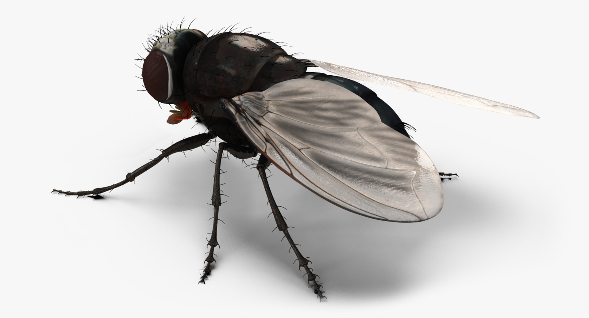3d fly realistic model
