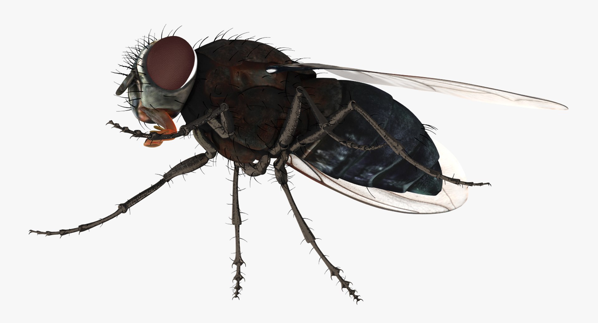 3d fly realistic model