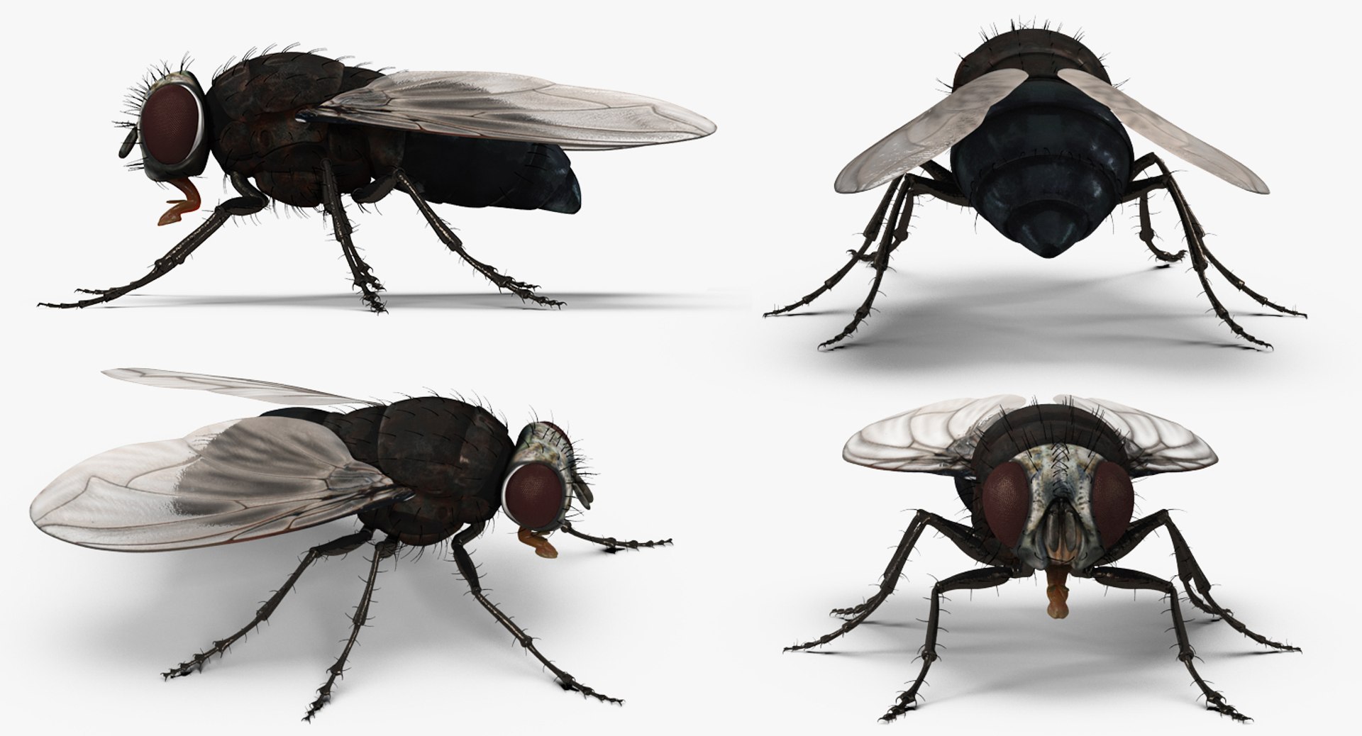 3d fly realistic model