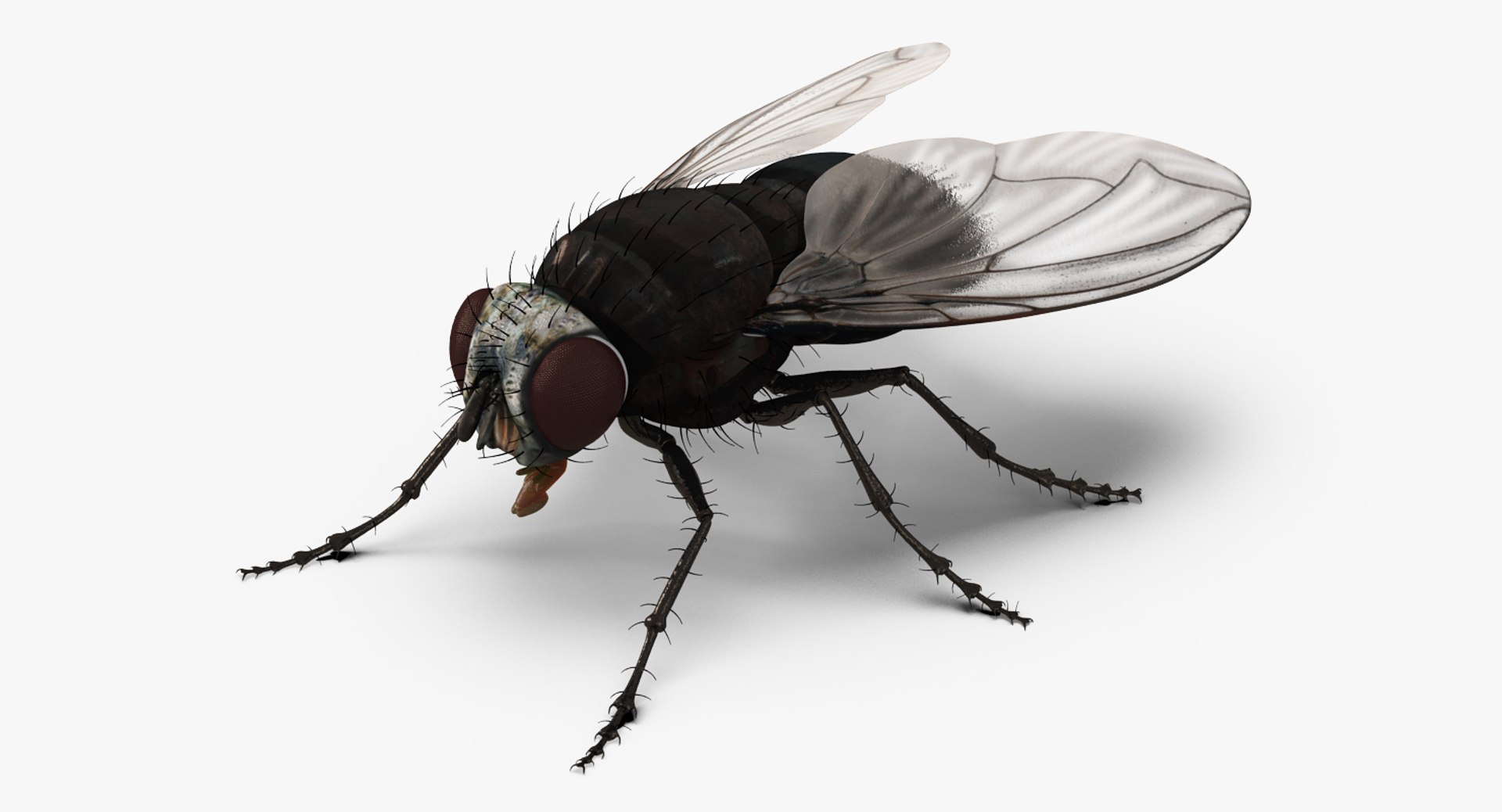 3d fly realistic model