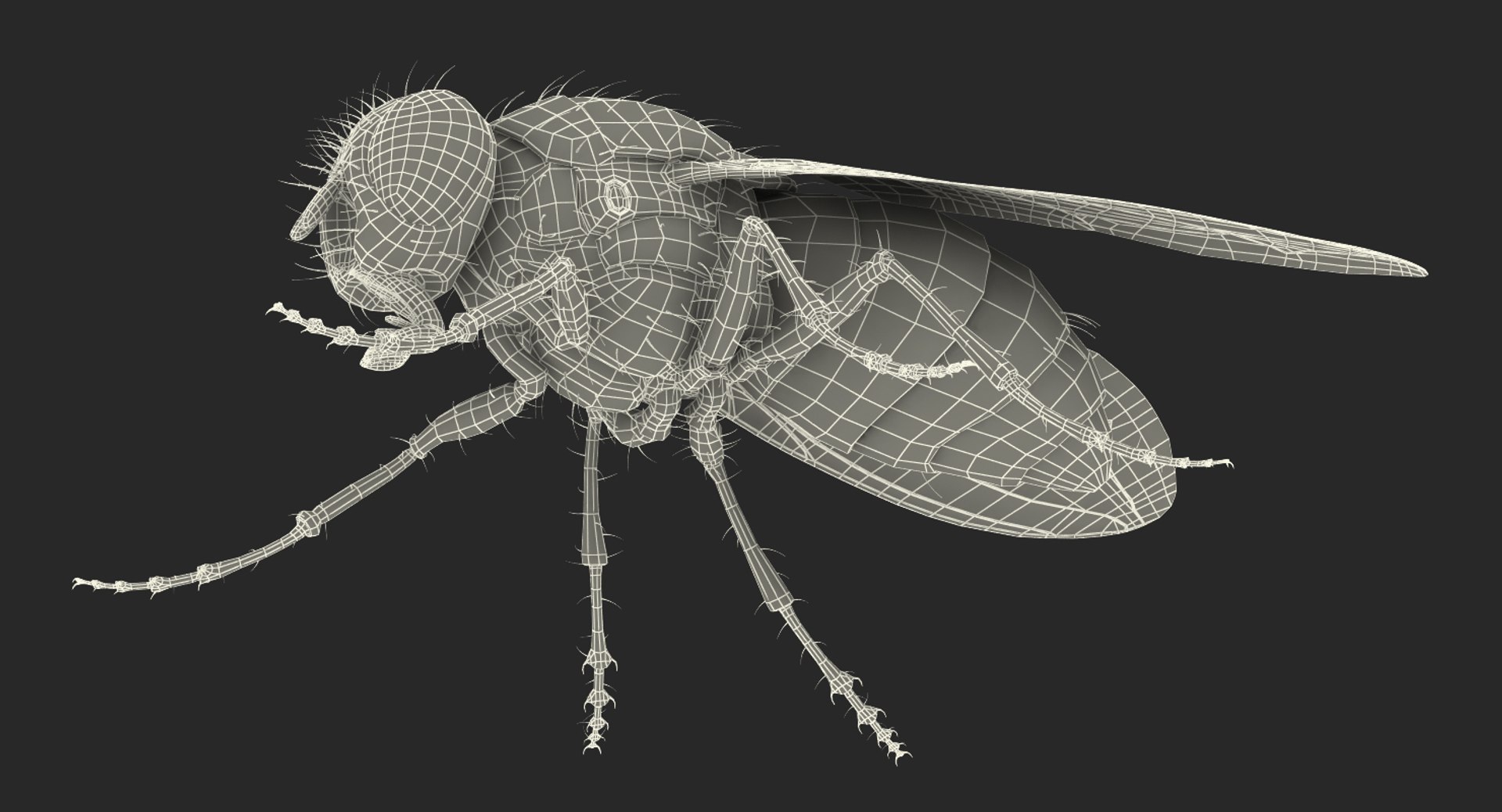 3d fly realistic model