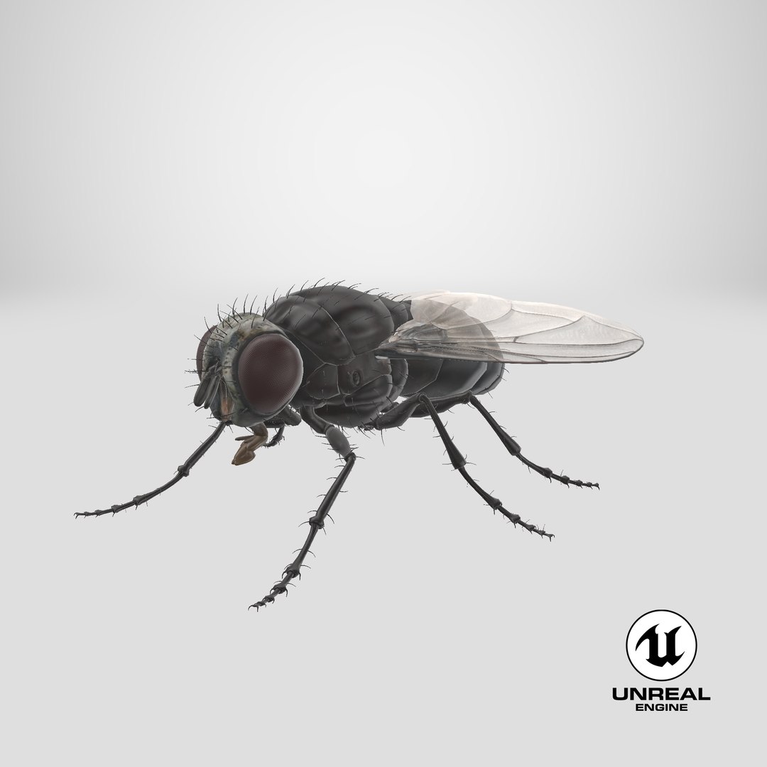 3d fly realistic model