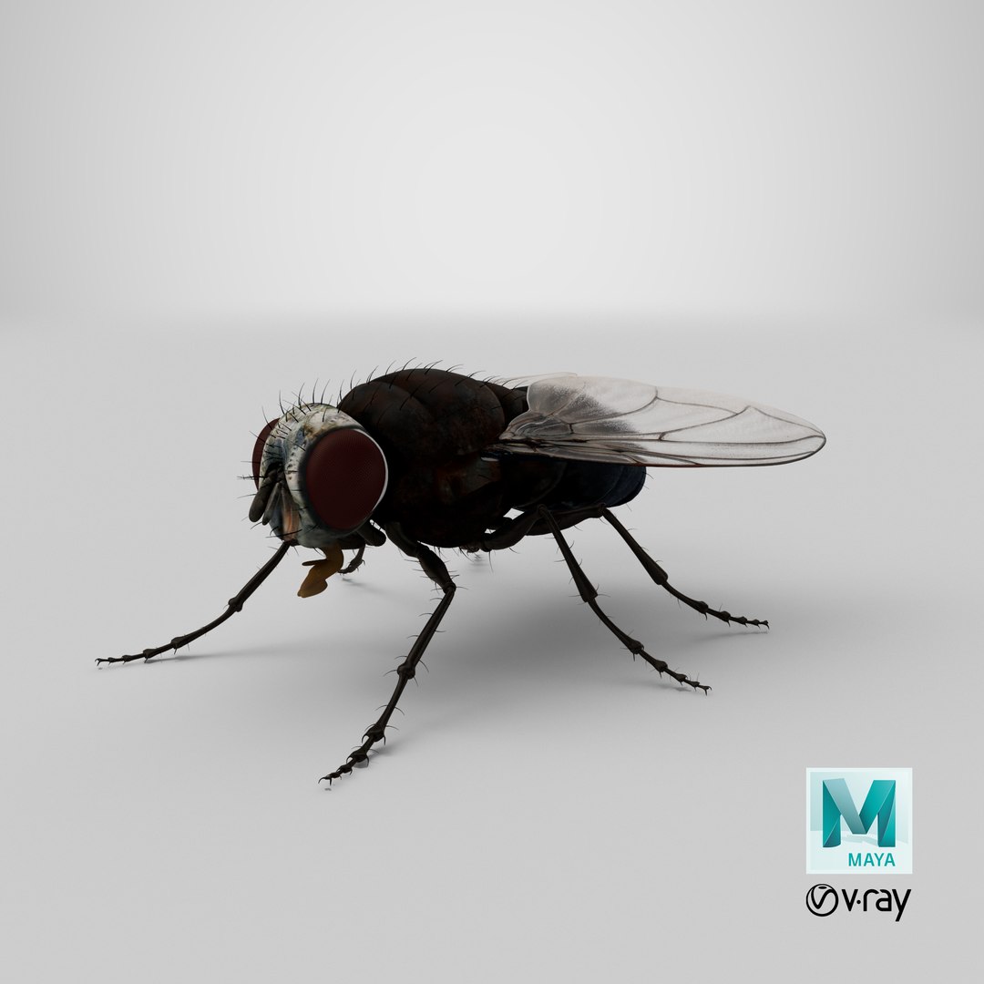 3d fly realistic model