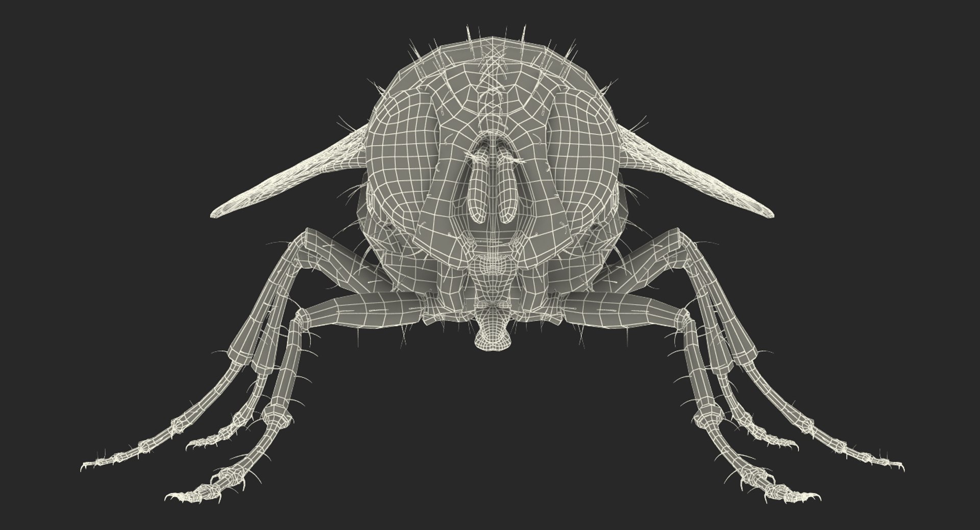 3d fly realistic model